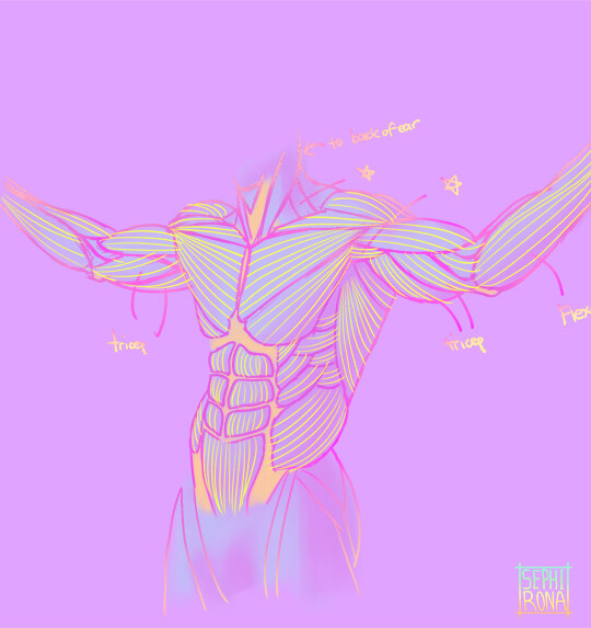 ArtStation - Anatomy Studies