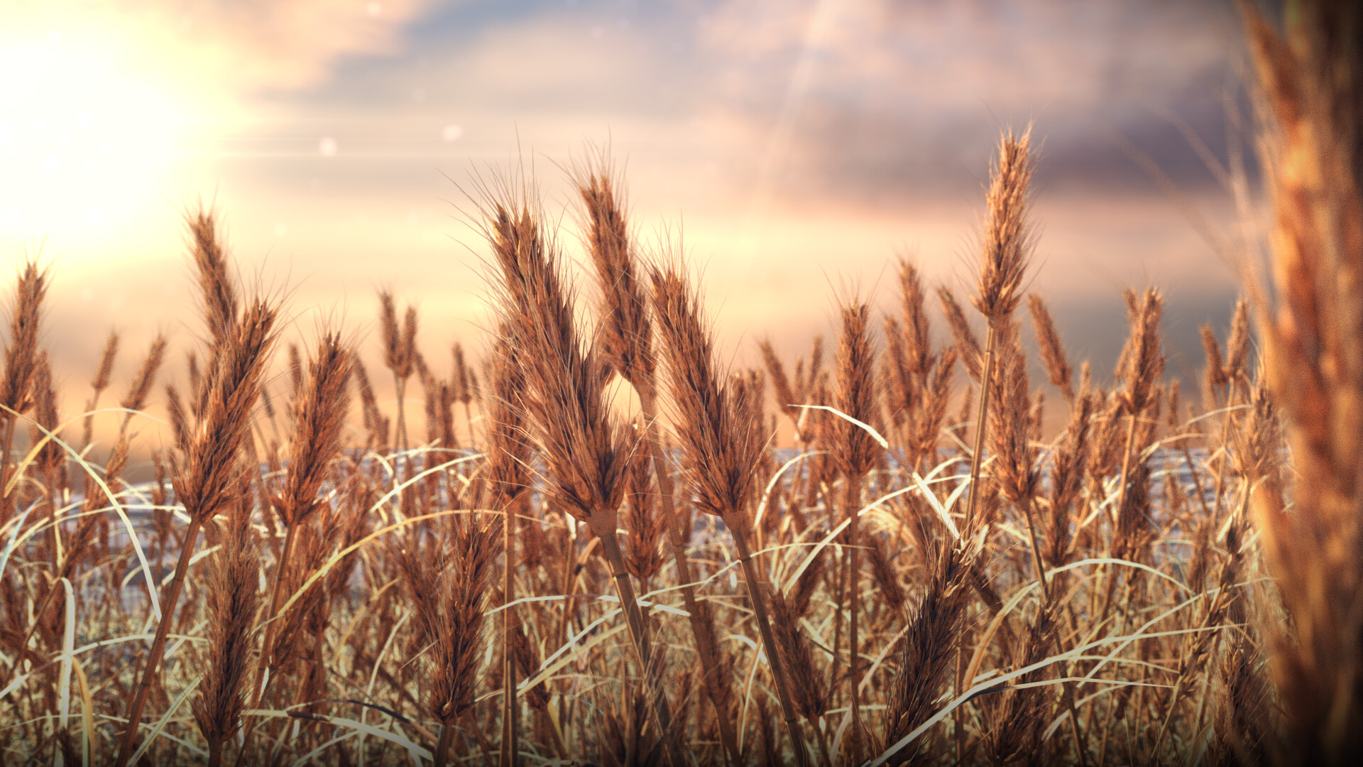 ArtStation - Wheat spikelets