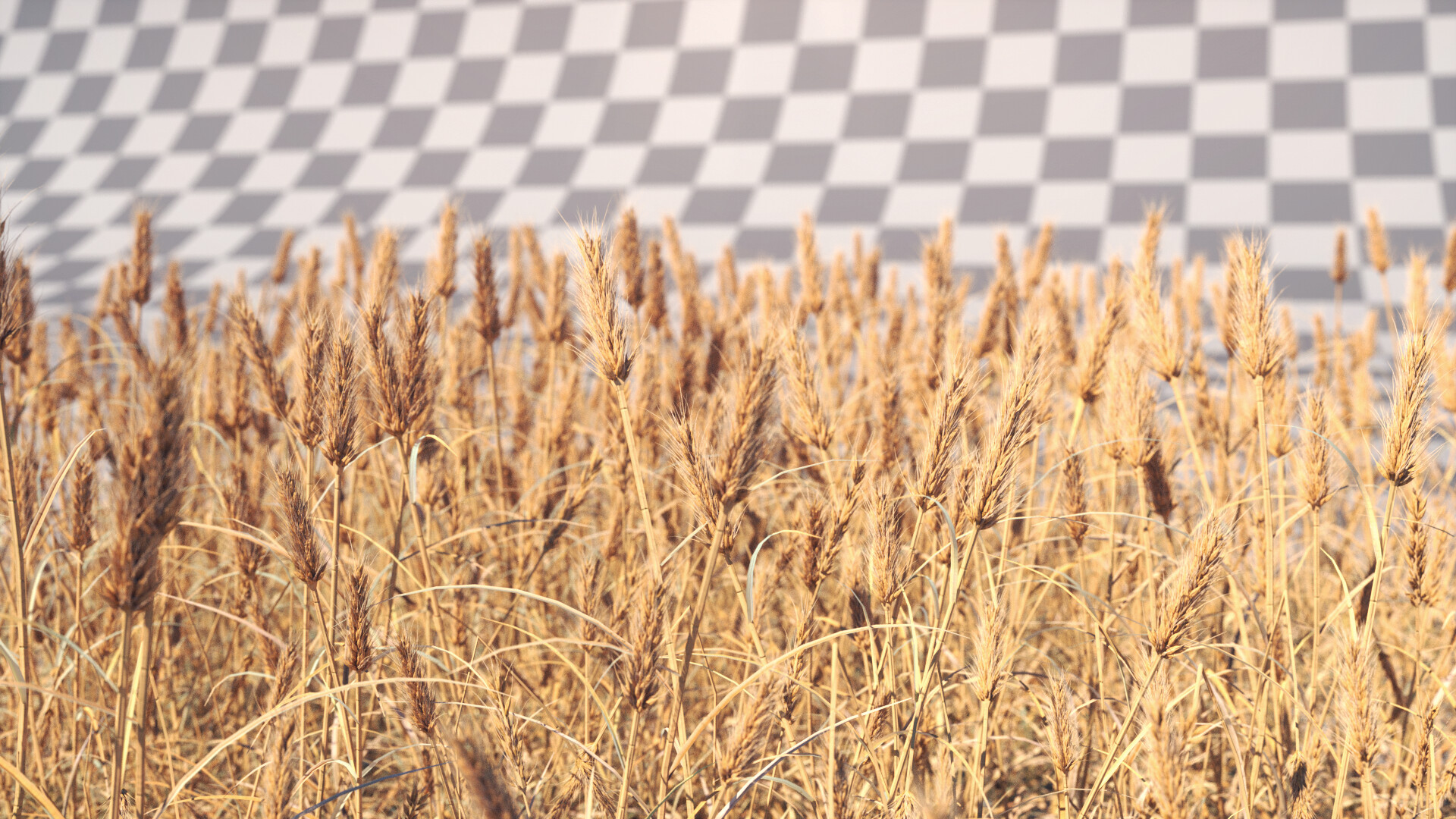 wheat sketchfab