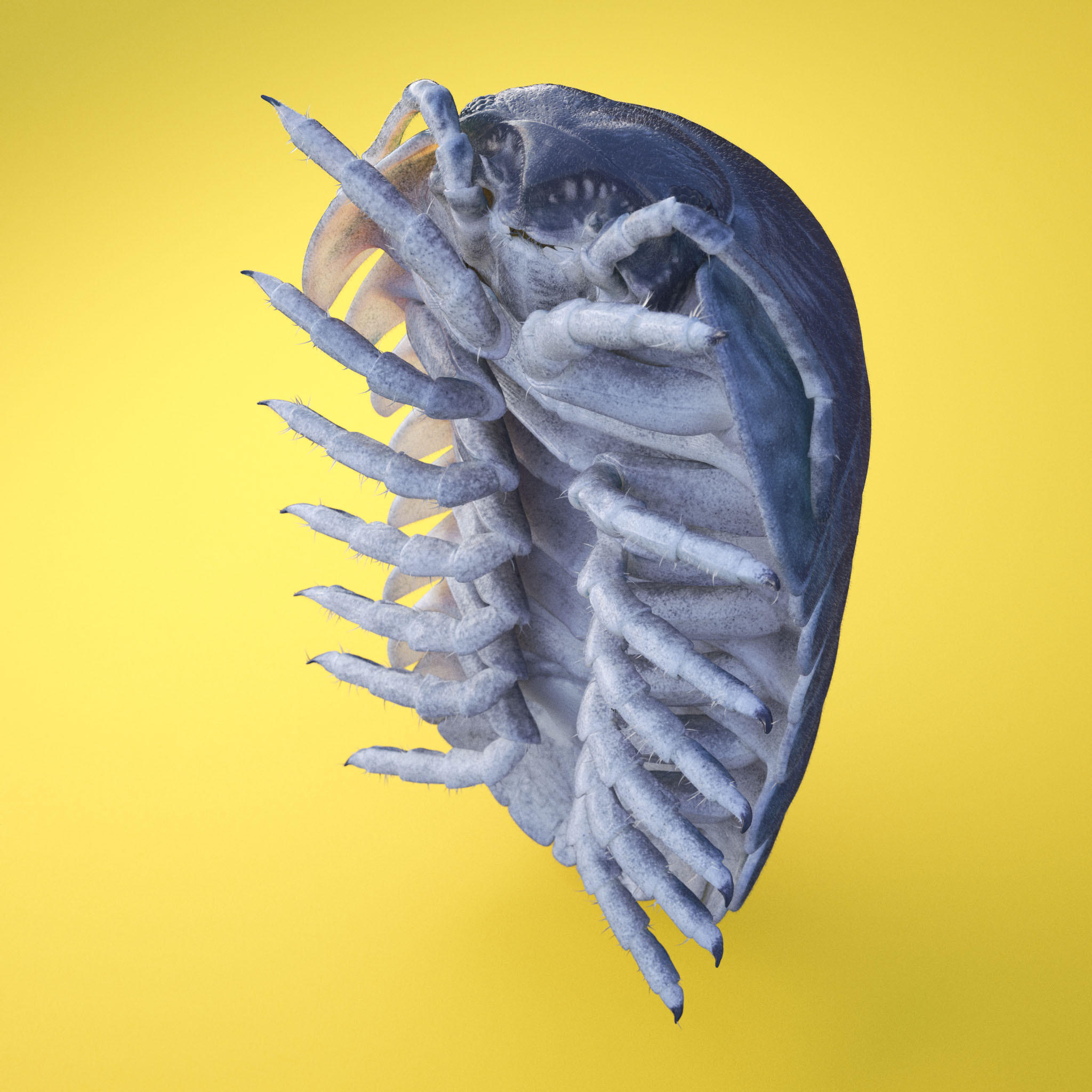 Big5 Studio - Rocky the Roly Poly - WIP Color & Rig