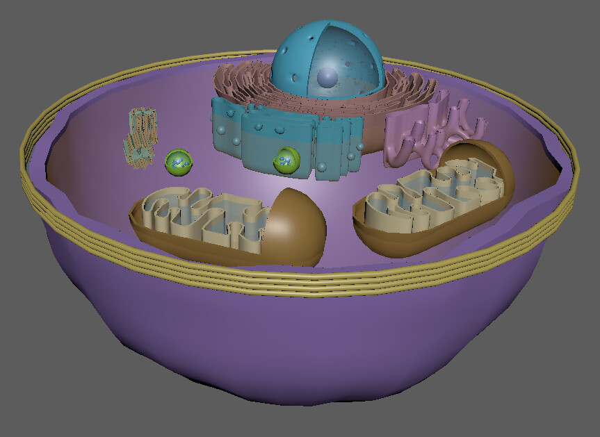 Animal Cell City Model
