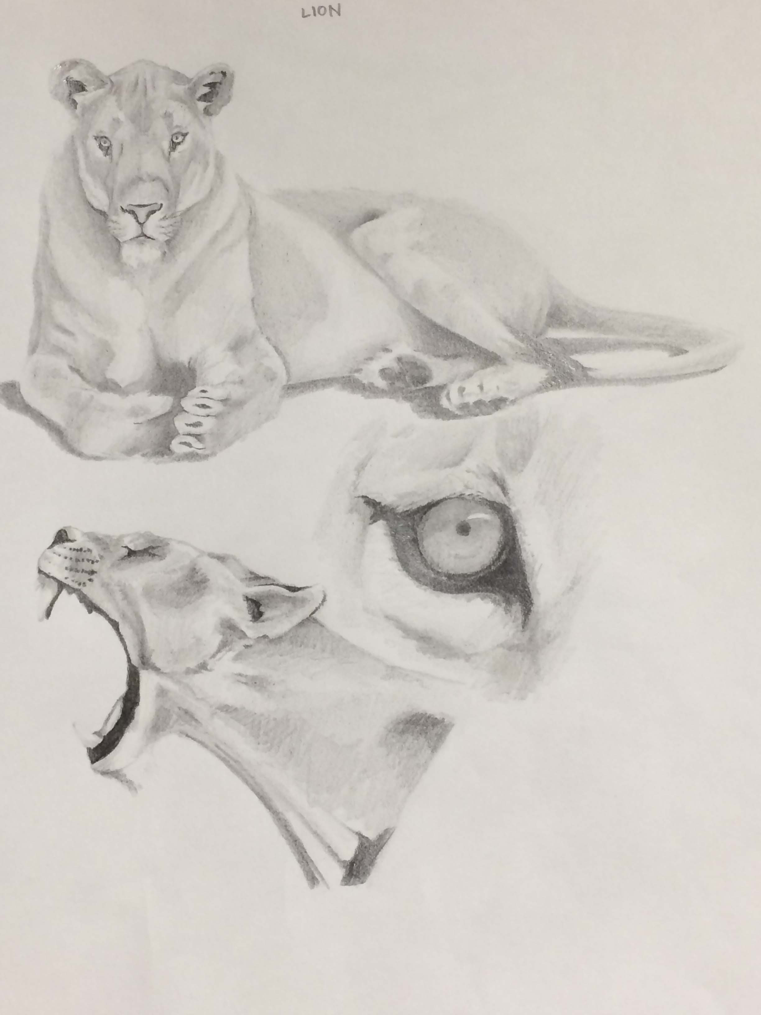 Made Up Animals Drawings