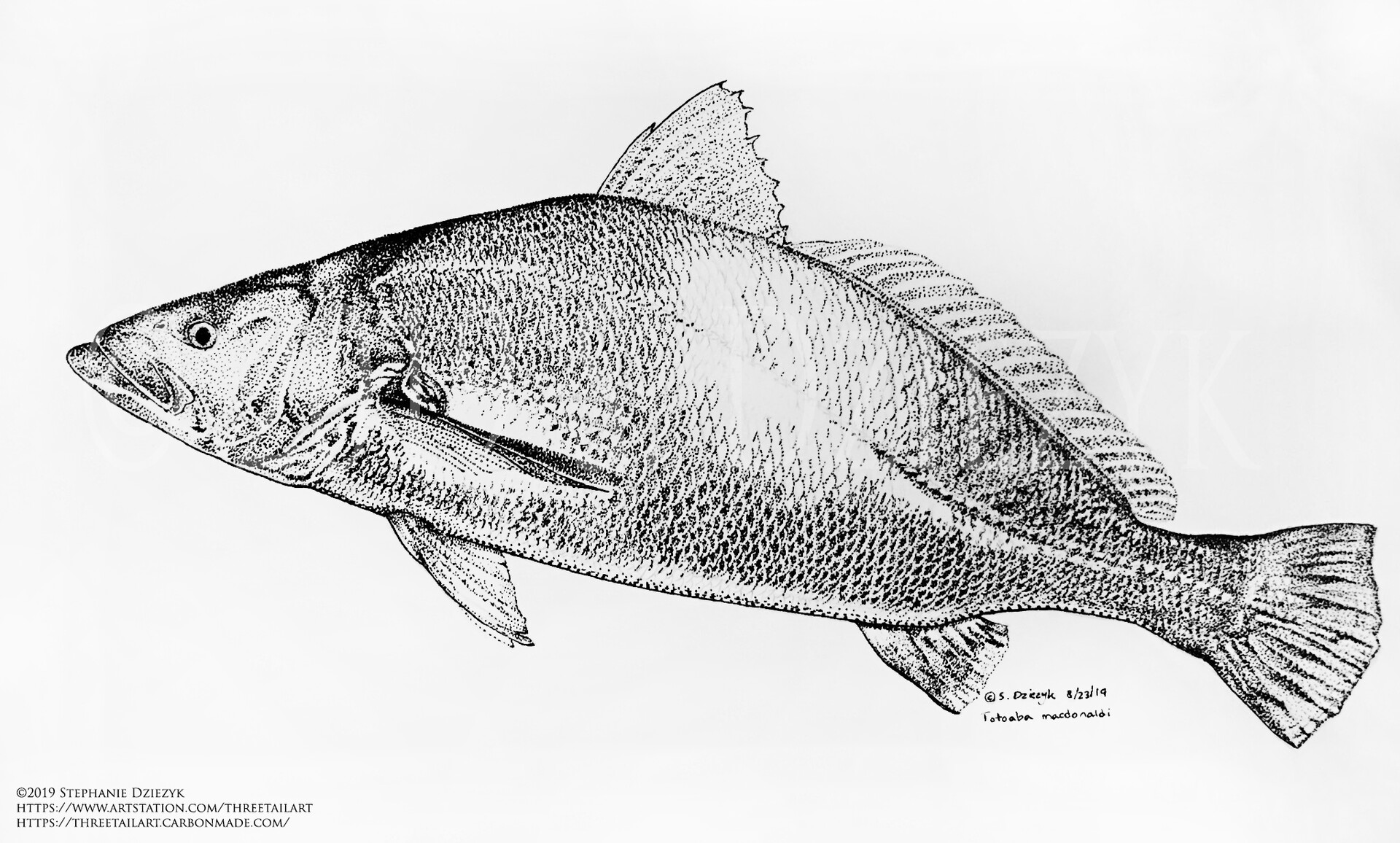 ArtStation - Totoaba macdonaldi - Double Deep