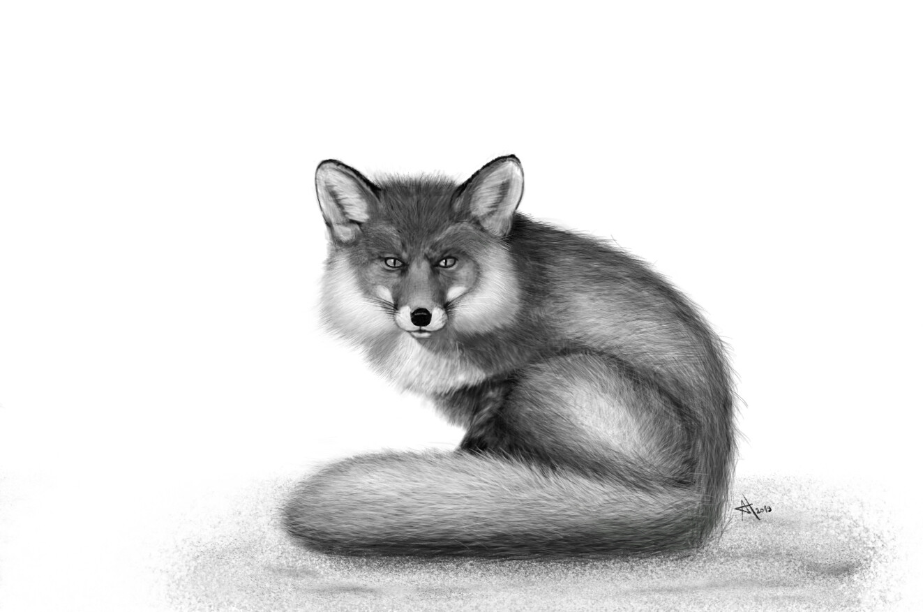 ArtStation - Red Fox