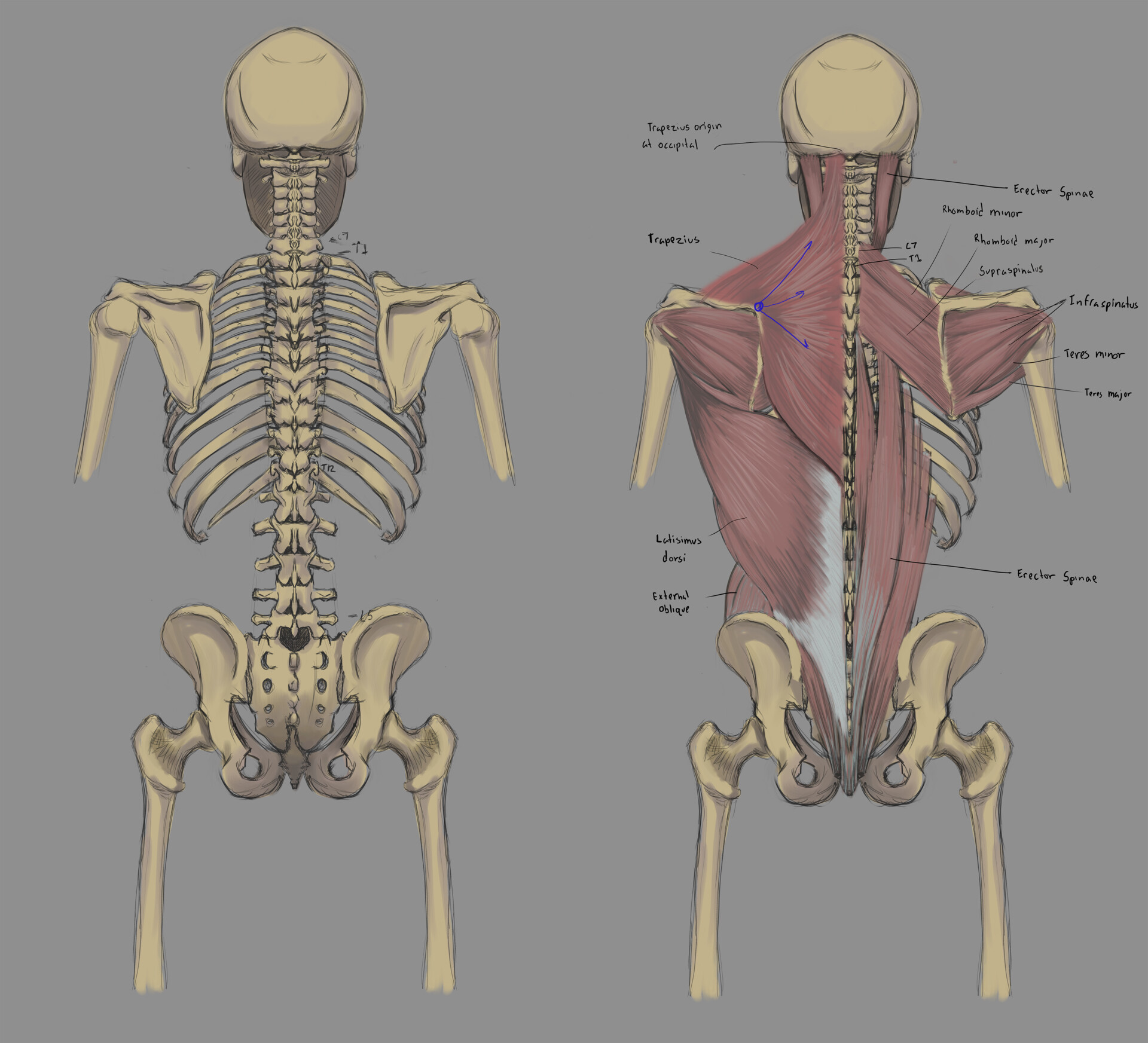 ArtStation - Anatomy Studies
