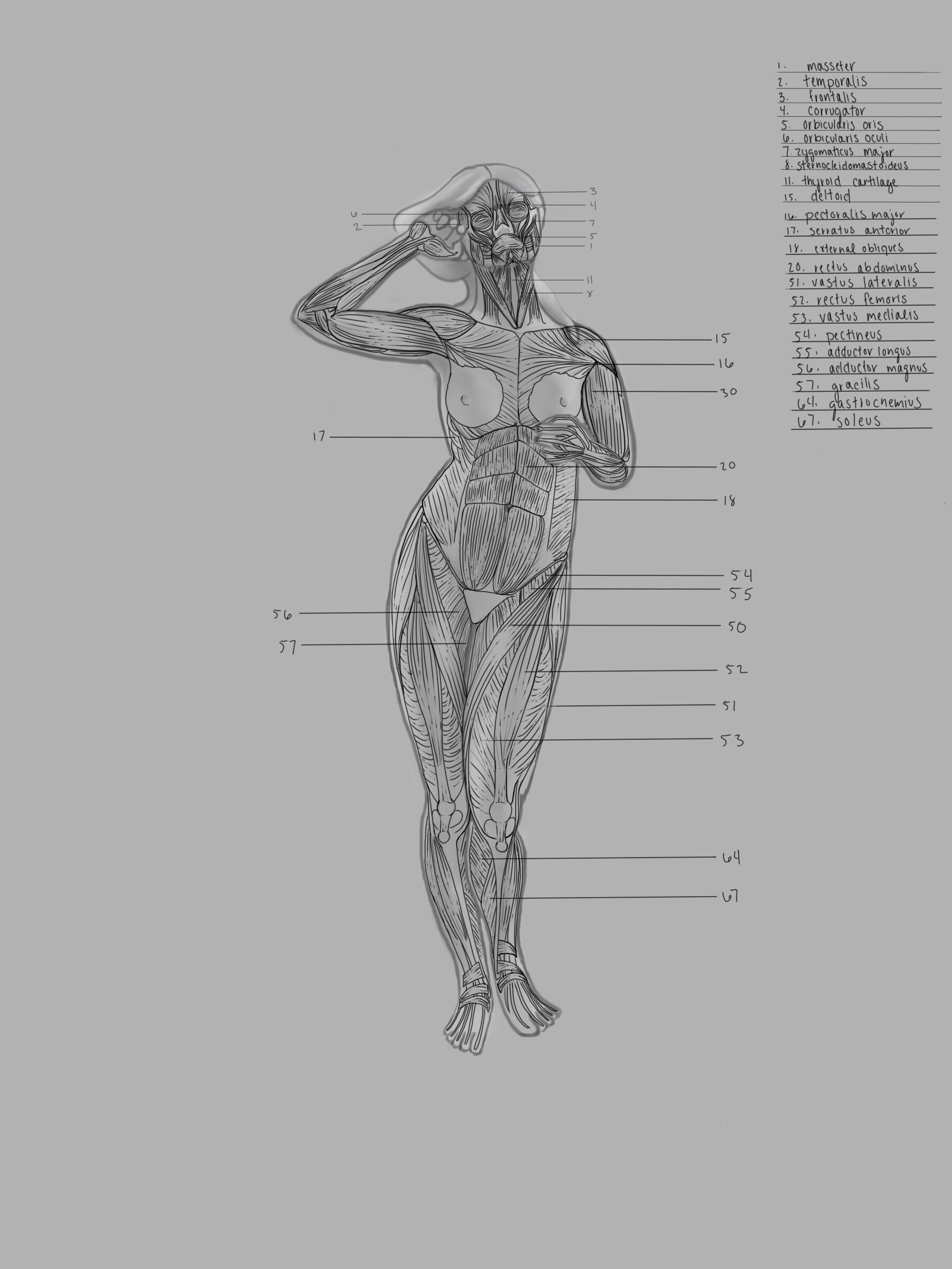 ArtStation - Muscle Study