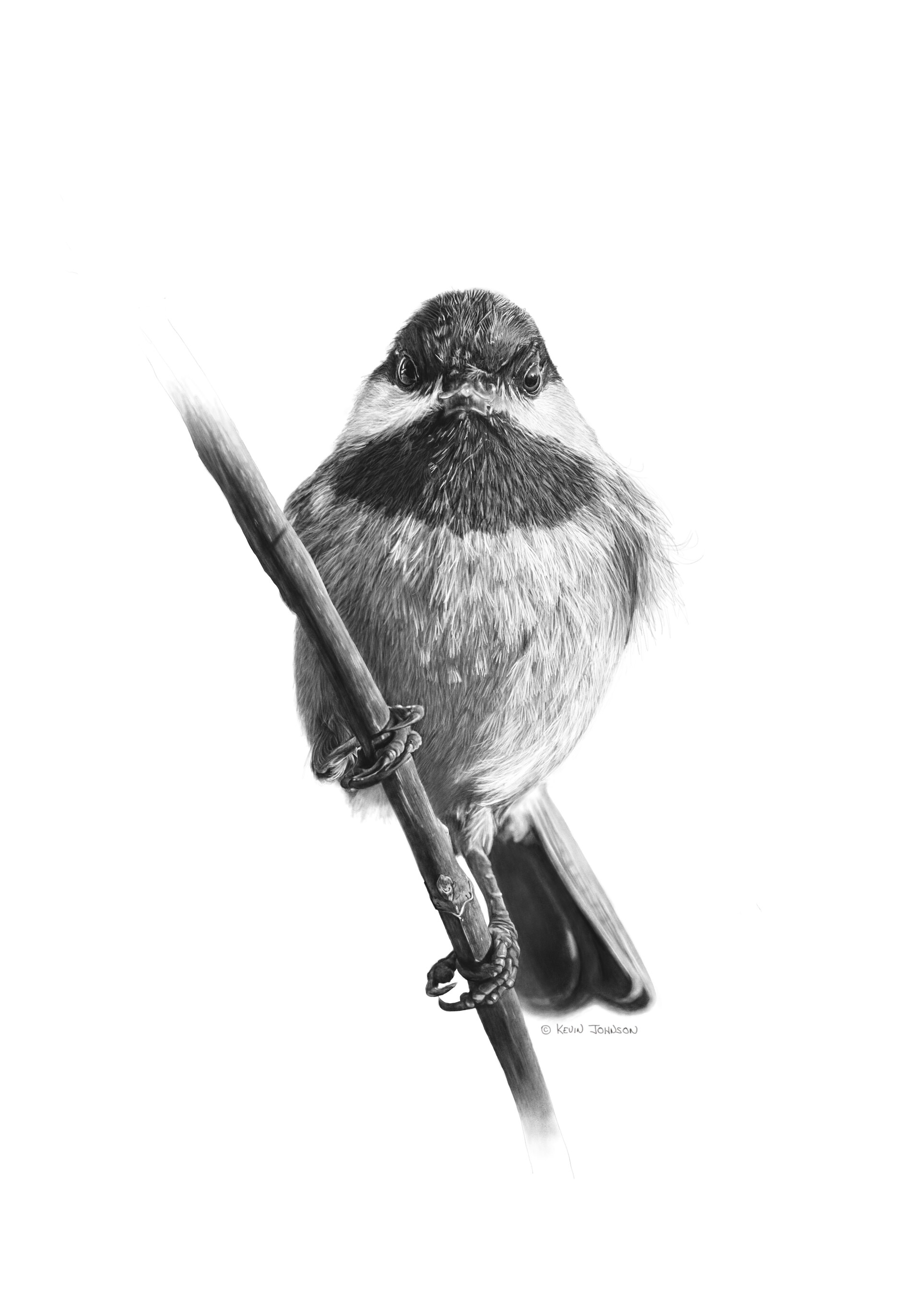 ArtStation - Chestnut Backed Chickadee Study in Procreate