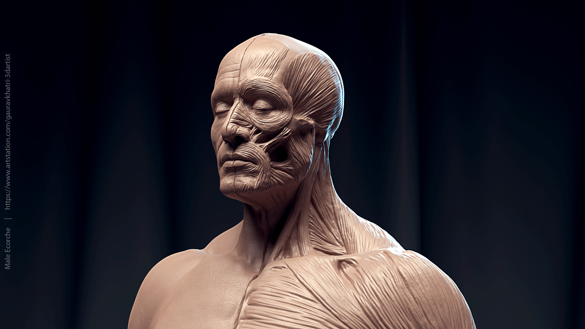 Gaurav Khatri - 3D Male Ecorche