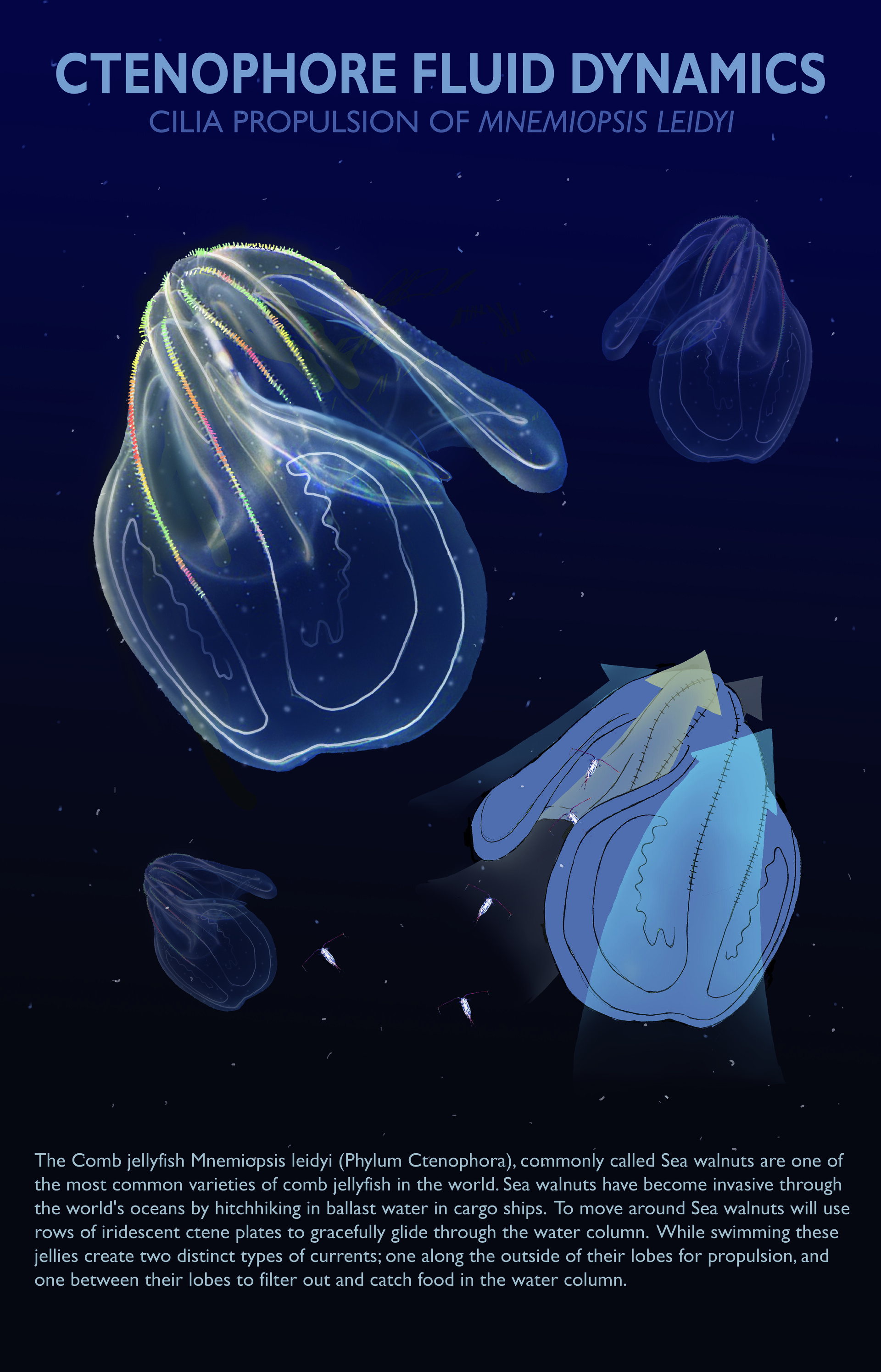 Nicholas Bezio - Jellyfish Hydrodynamics
