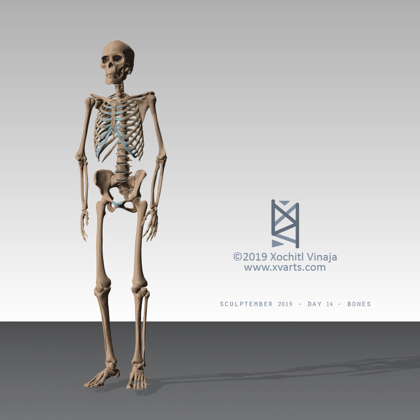 ArtStation - Human Skeleton