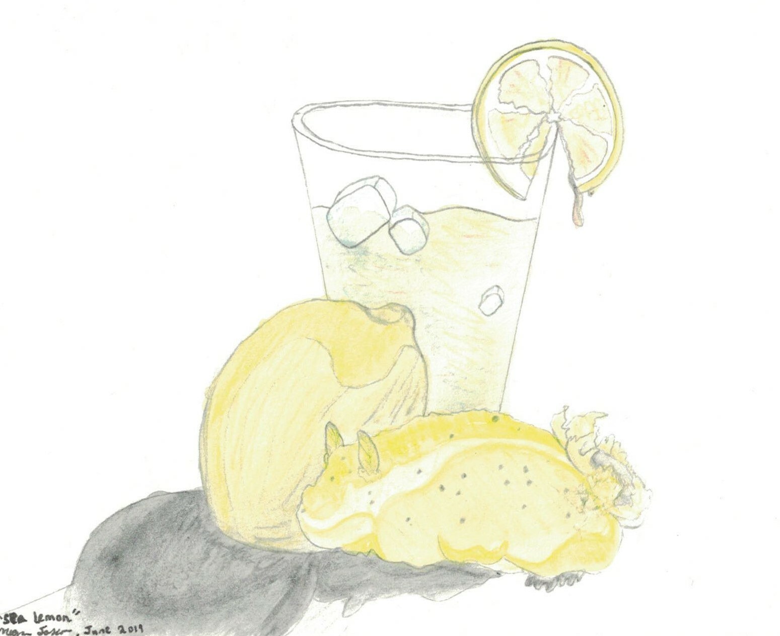 ArtStation - "Sea Lemon" - Land Identifies Sea Collection