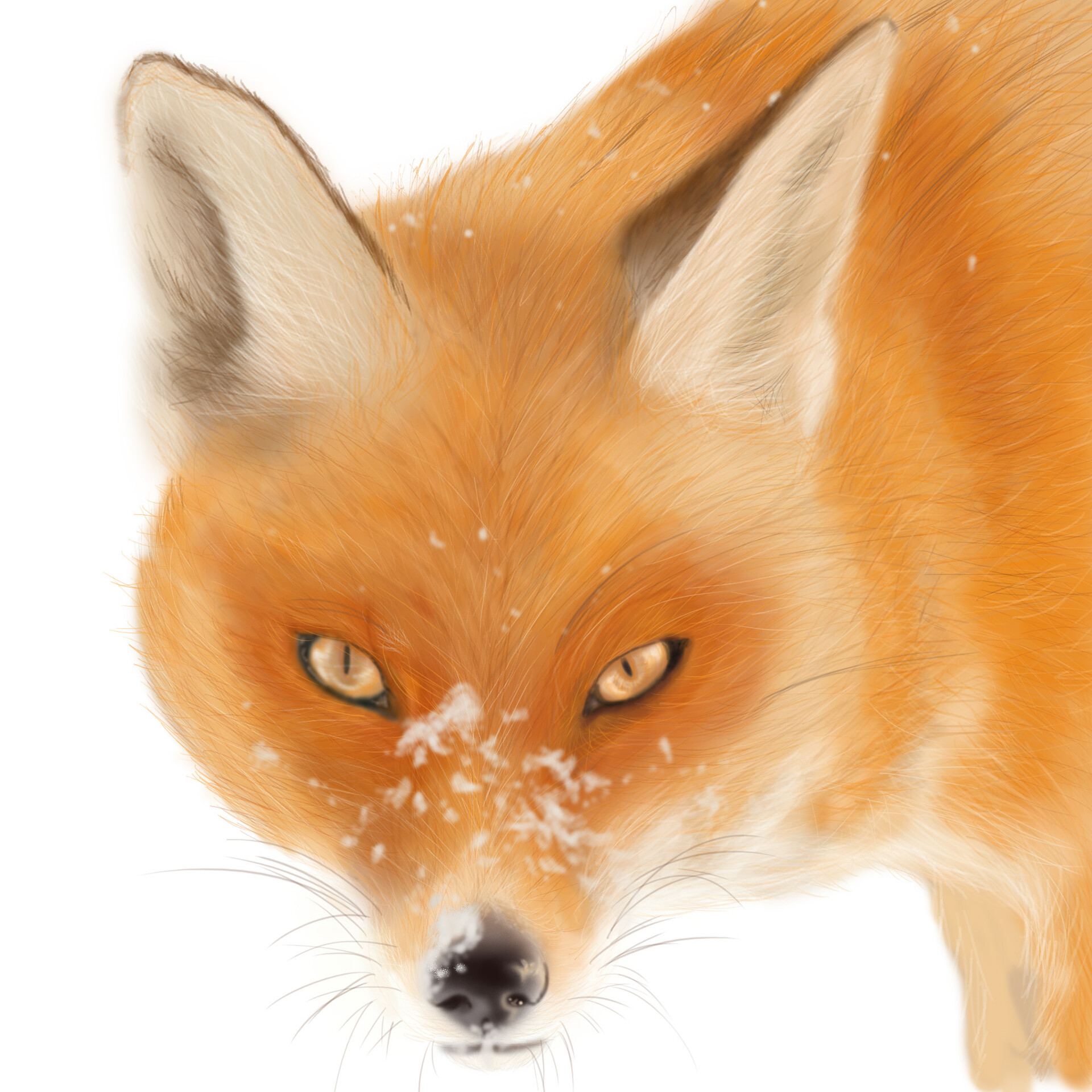 ArtStation - WACOM fox