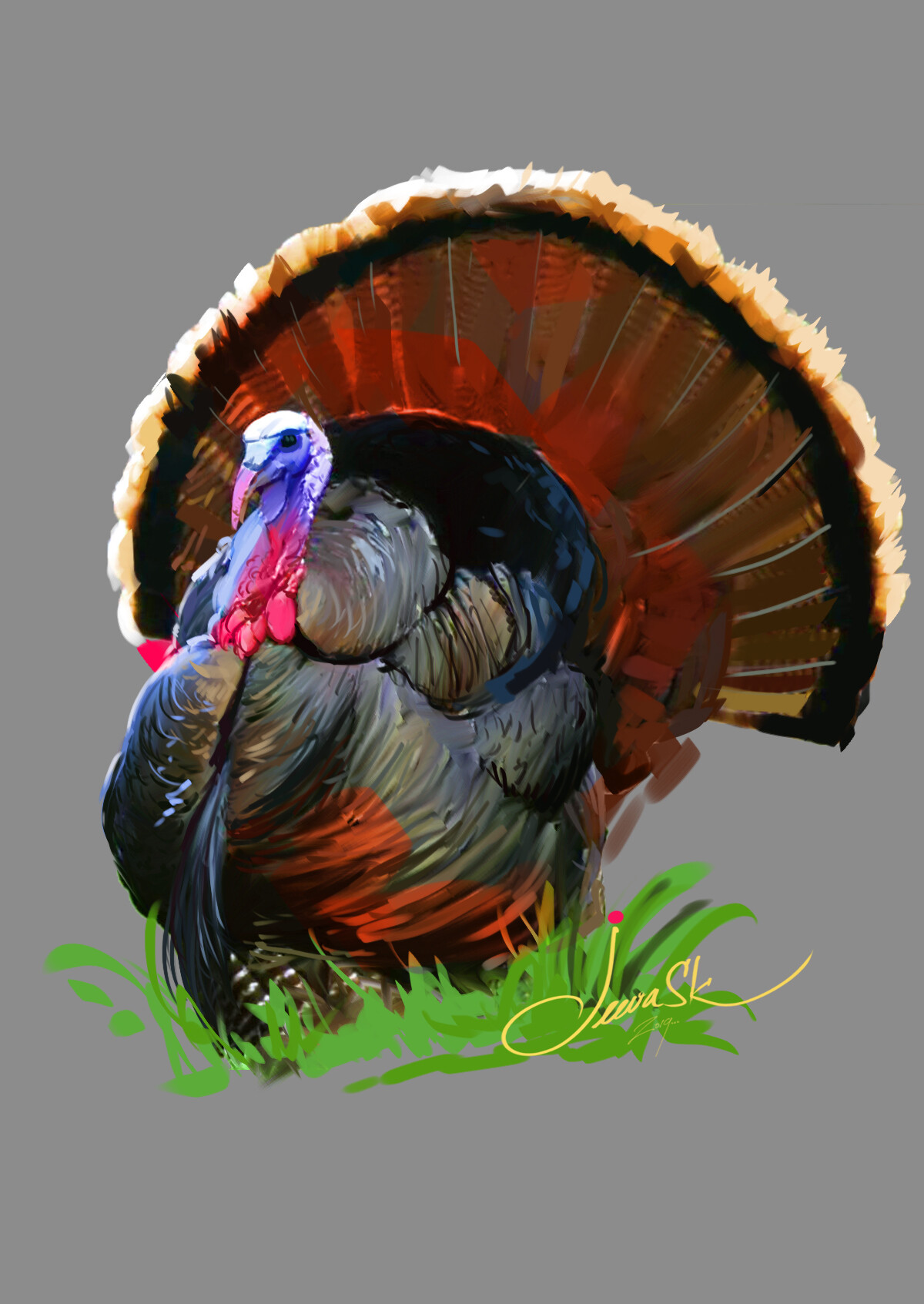 Wild Turkey Drawings