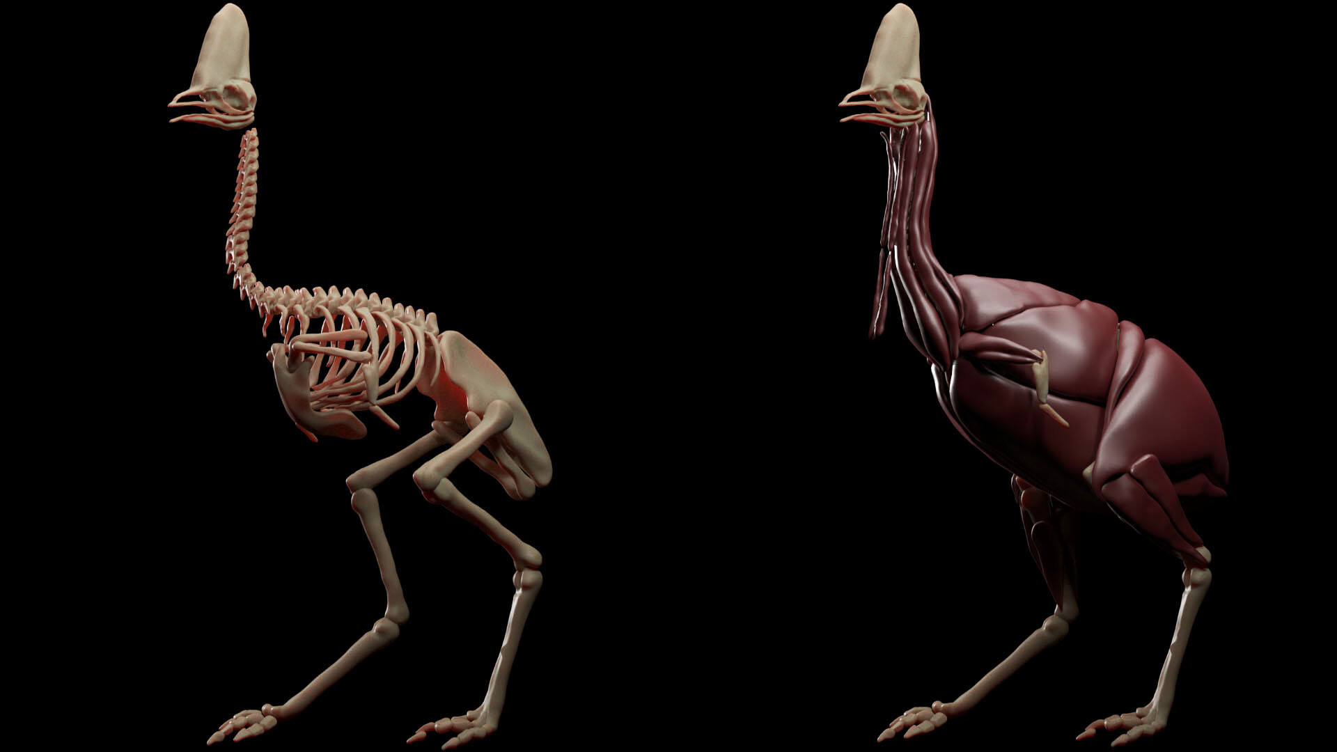 Cassowary Skeleton