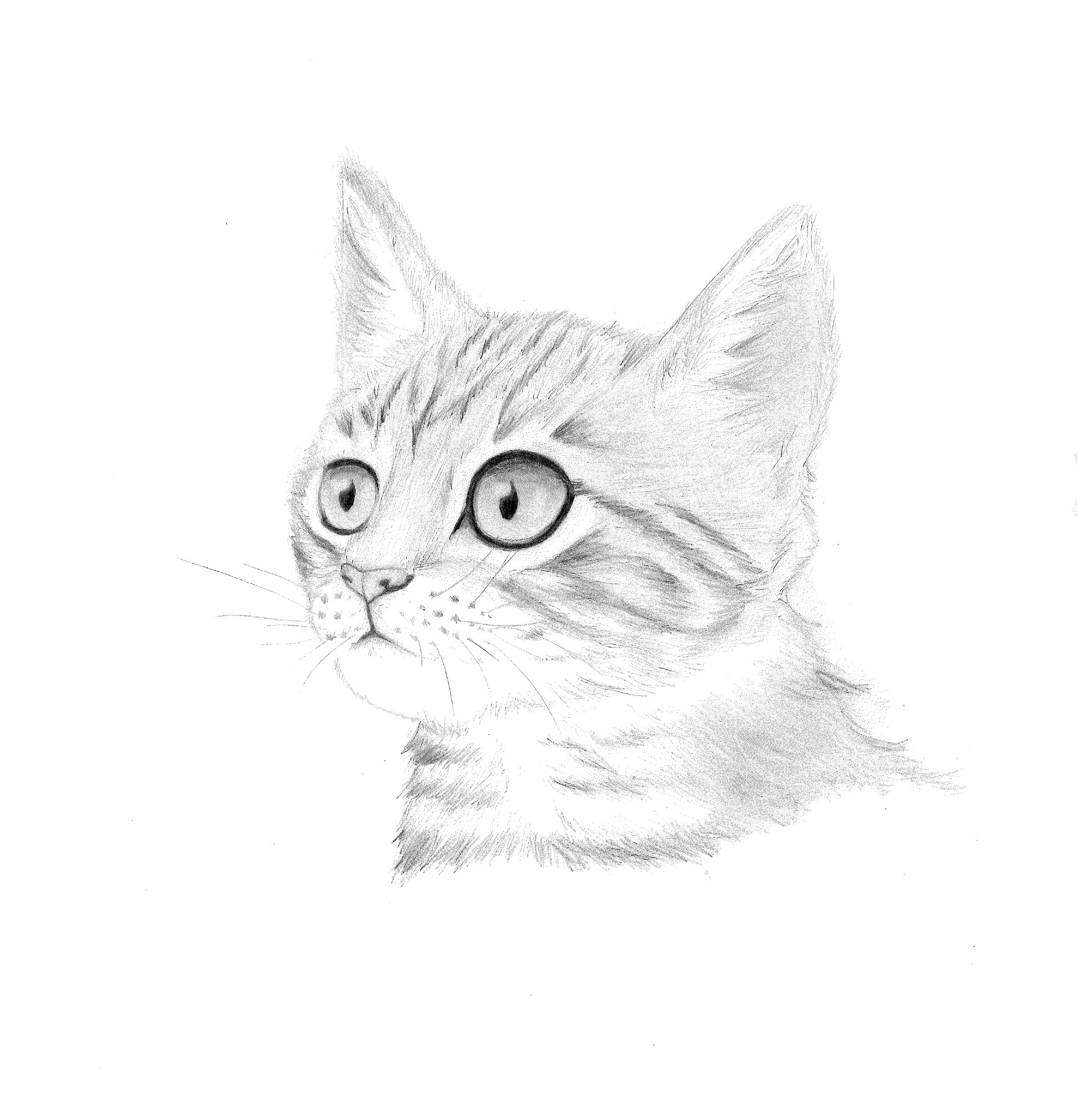 ArtStation - Cat Sketch