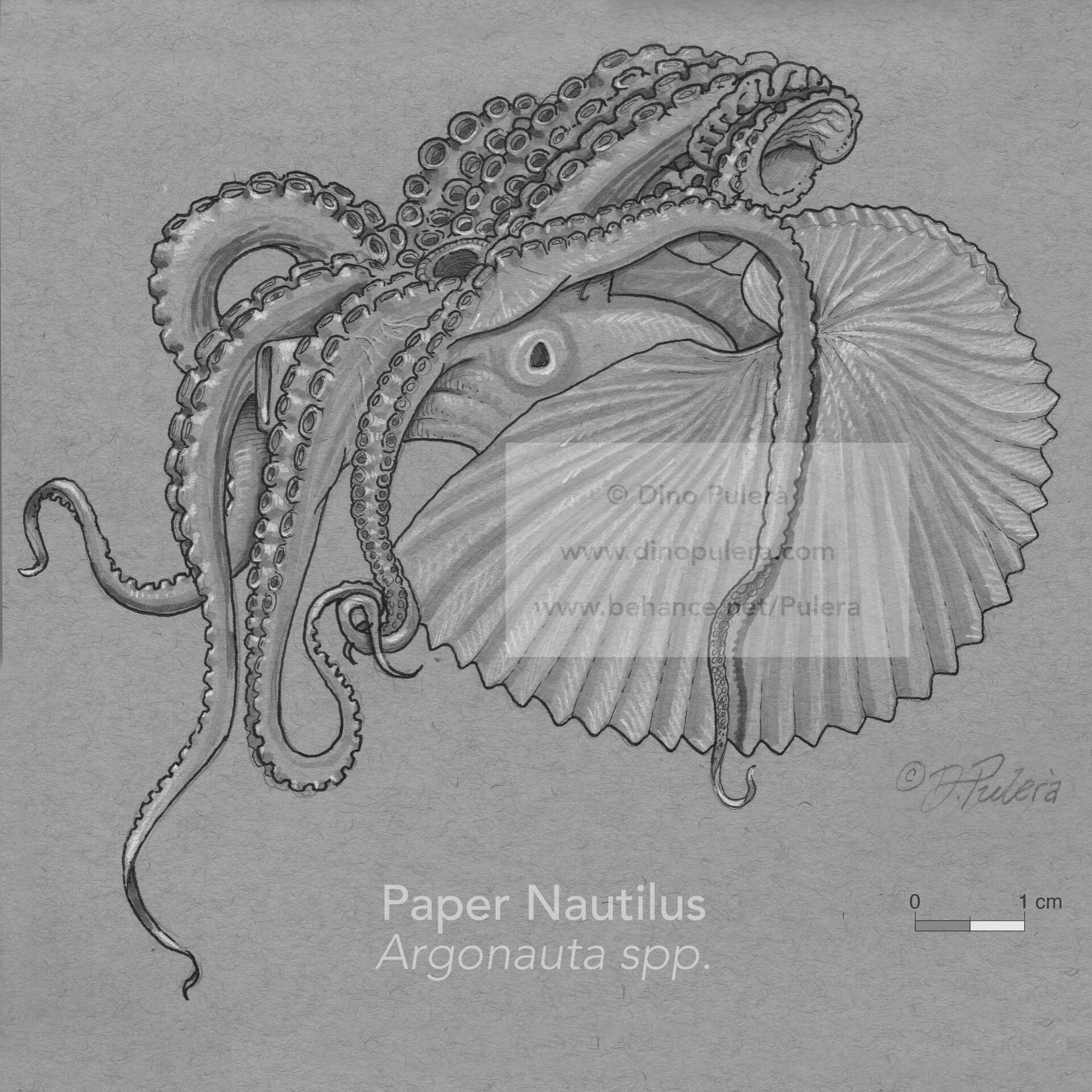 Dino Pulerà - Animal Anatomy - Scientific Illustration