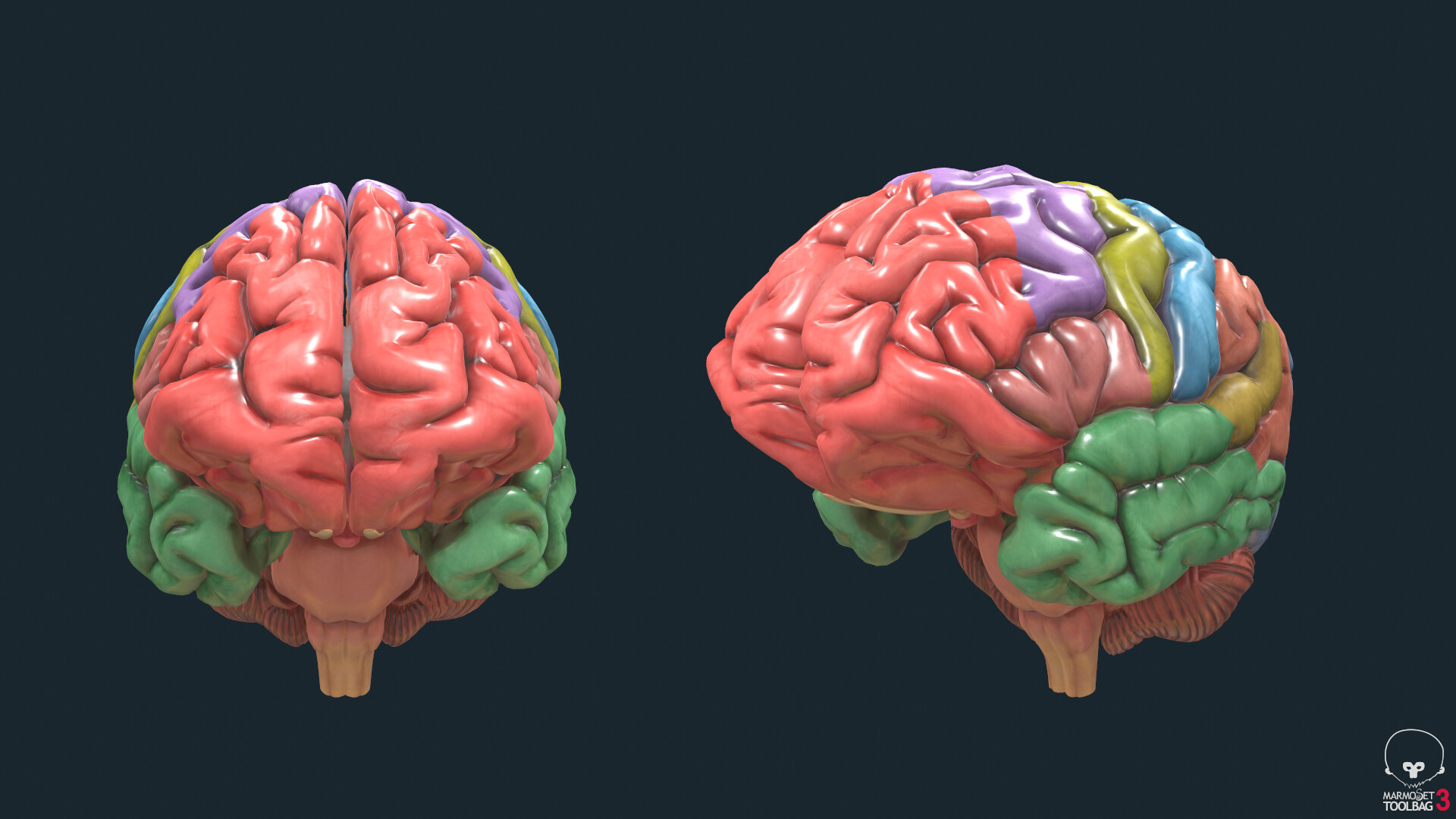 Nervous System Brain Model