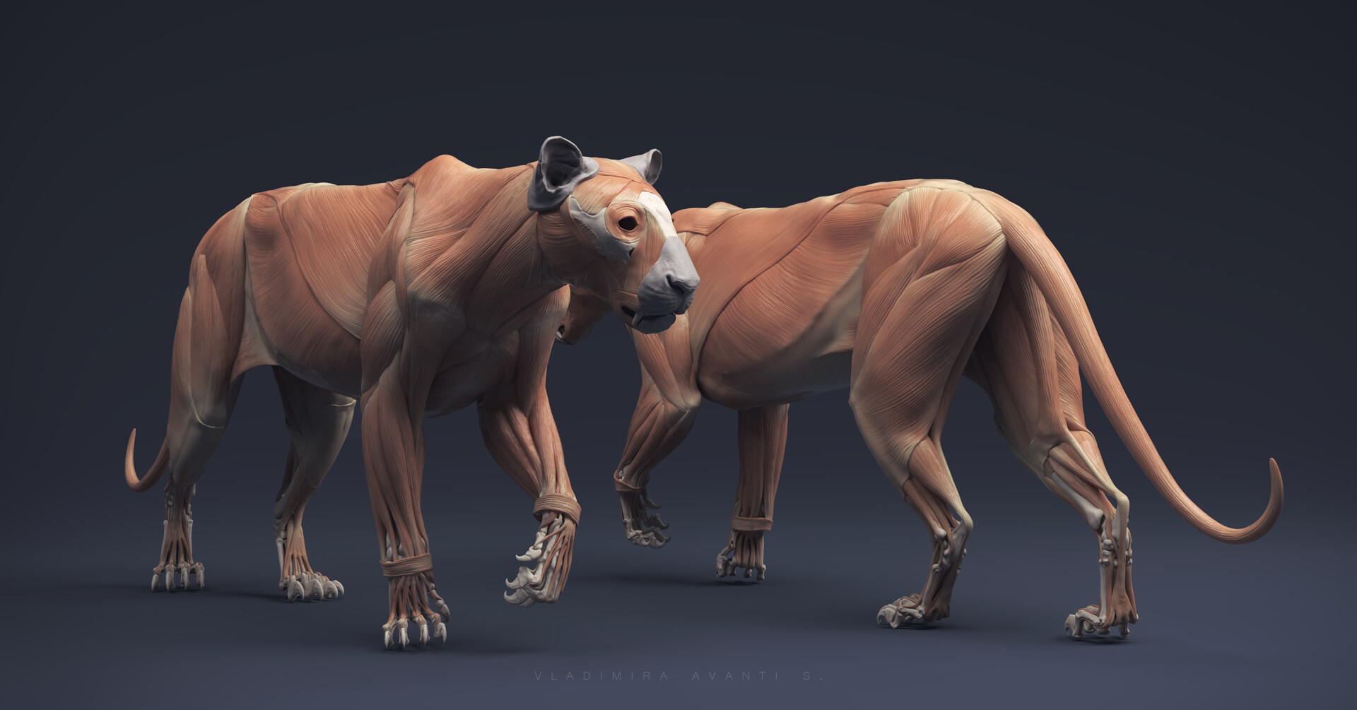 Vladimira Strukanova - Leopard Anatomy