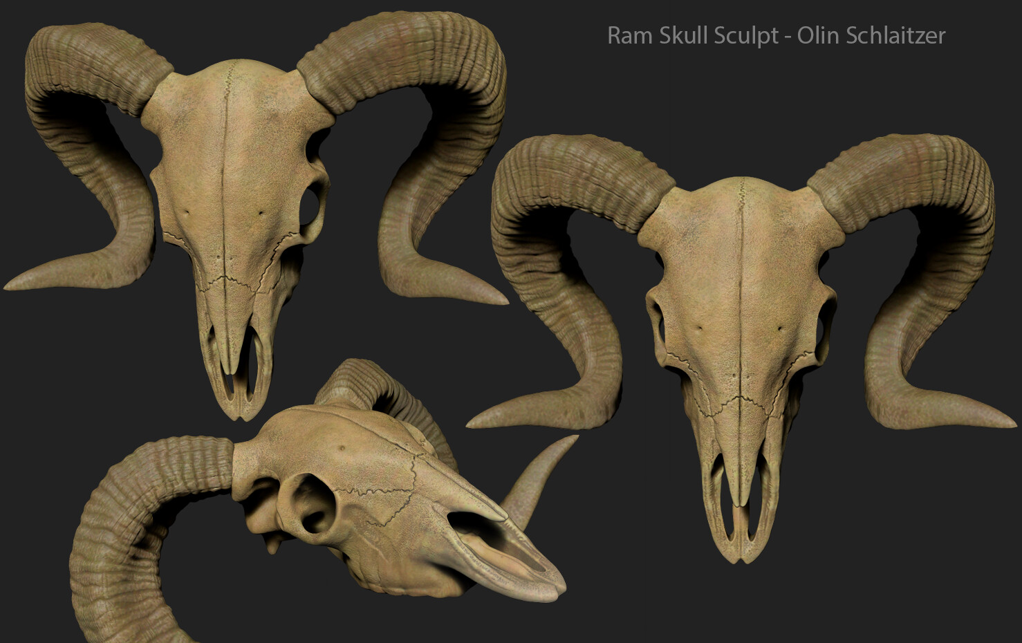ArtStation - ram skull