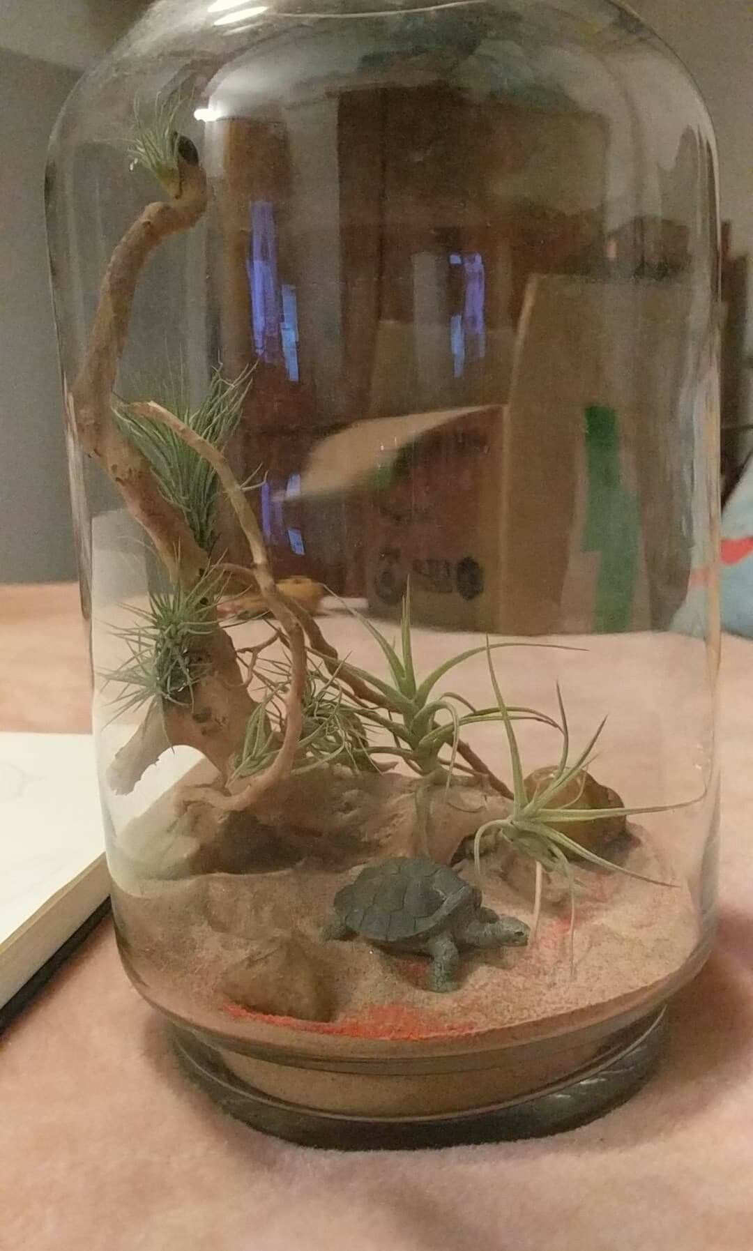 ArtStation - Air Plant Terrarium