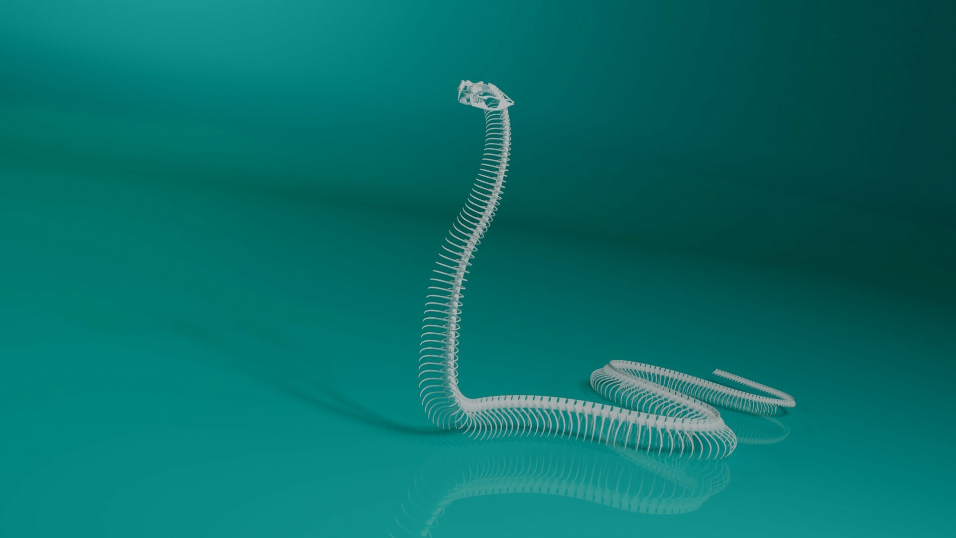 Stephan Plotnicov - The 3D model snake skeleton