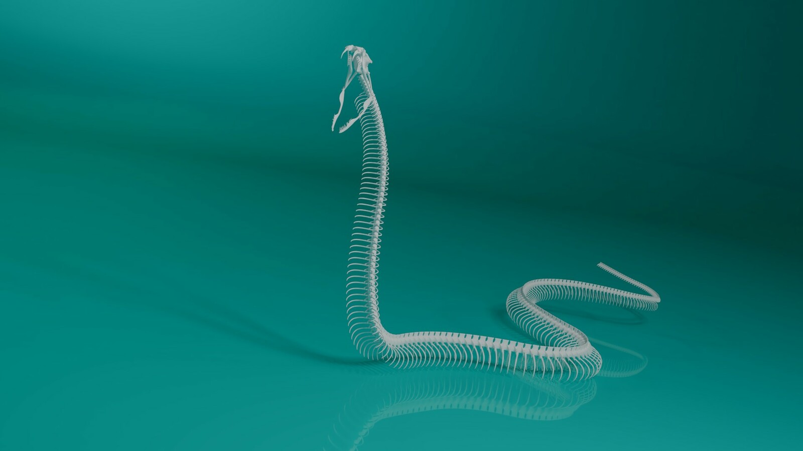 Stephan Plotnicov - The 3D model snake skeleton