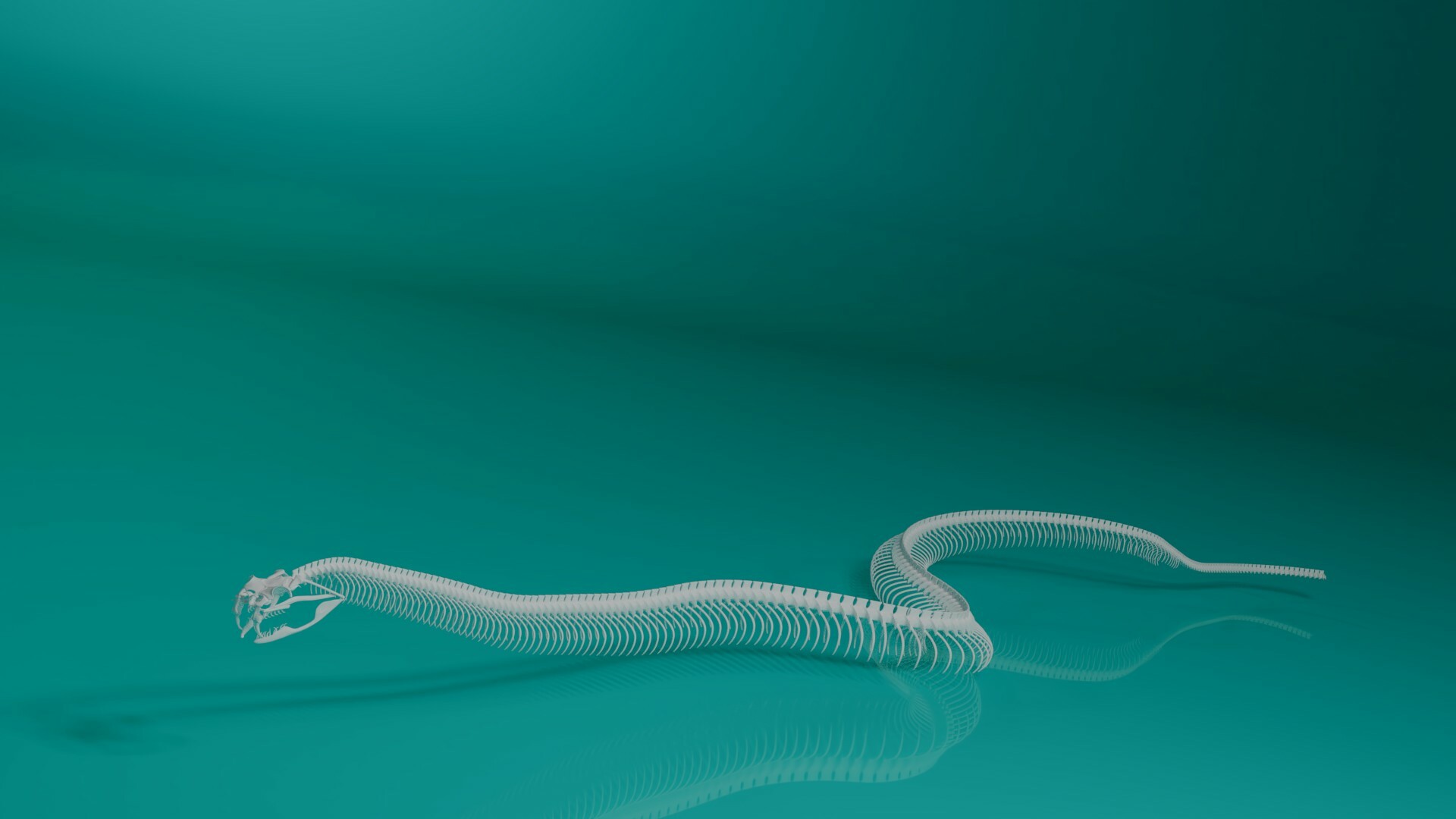 Stephan Plotnicov - The 3D model snake skeleton