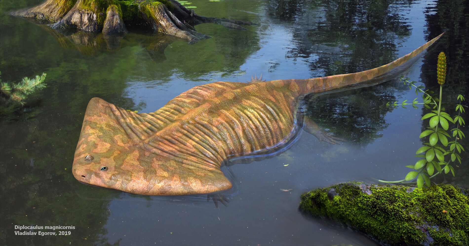 ArtStation - Diplocaulus magnicornis