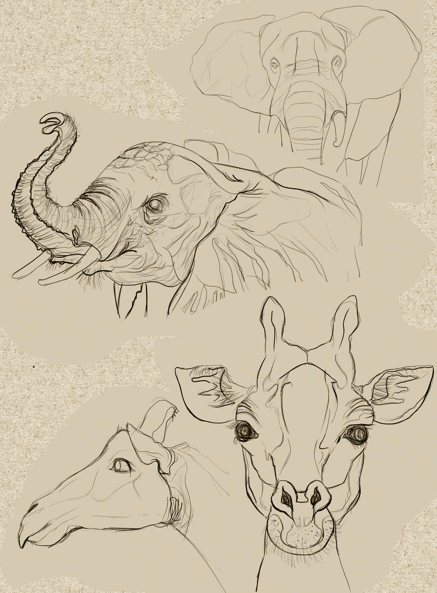 ArtStation - animal study part 2