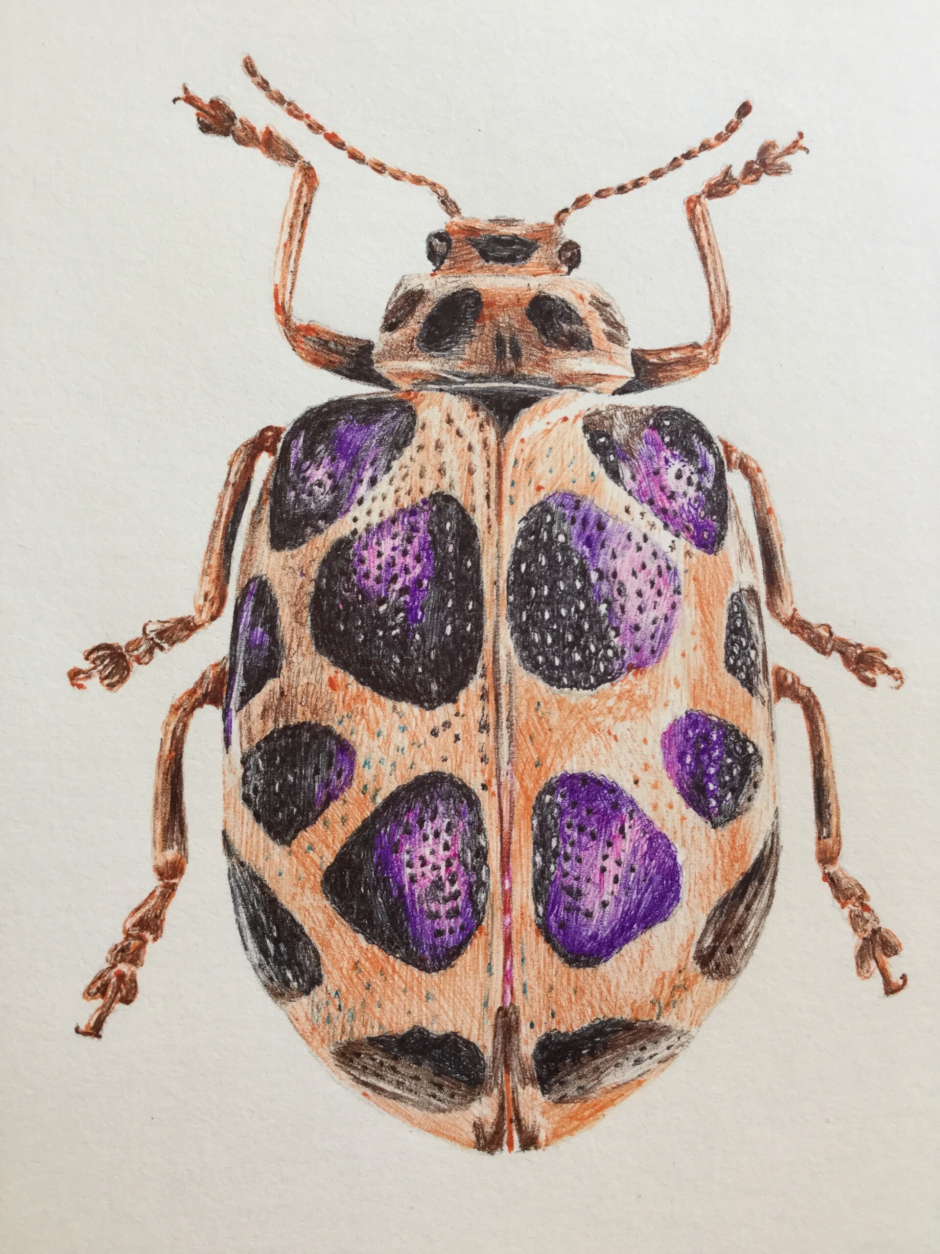 ArtStation - Coloured ballpoint pen sketch of a beetle