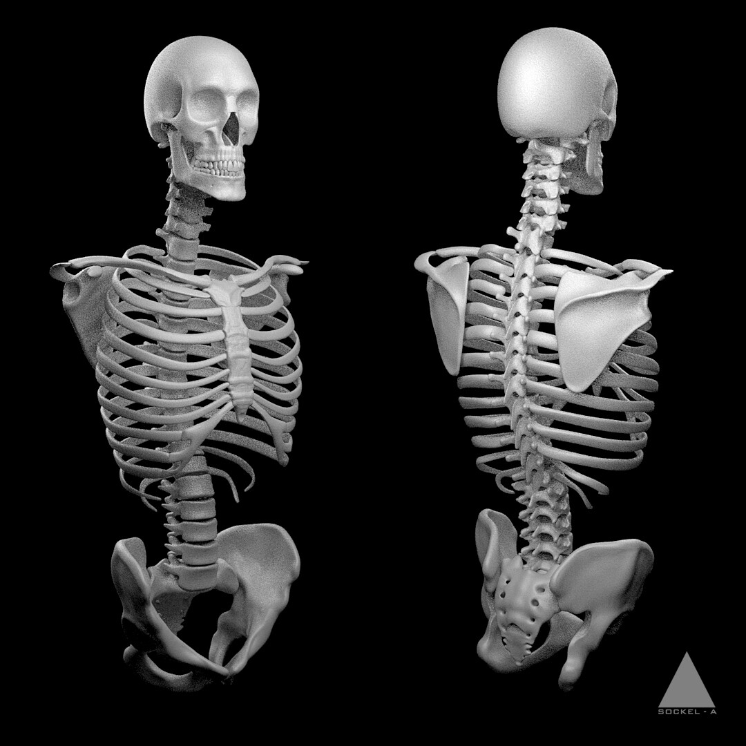 Sockel-A / Adrian Azadvaten - The Human Skeleton (Male) / Digital 3D ...