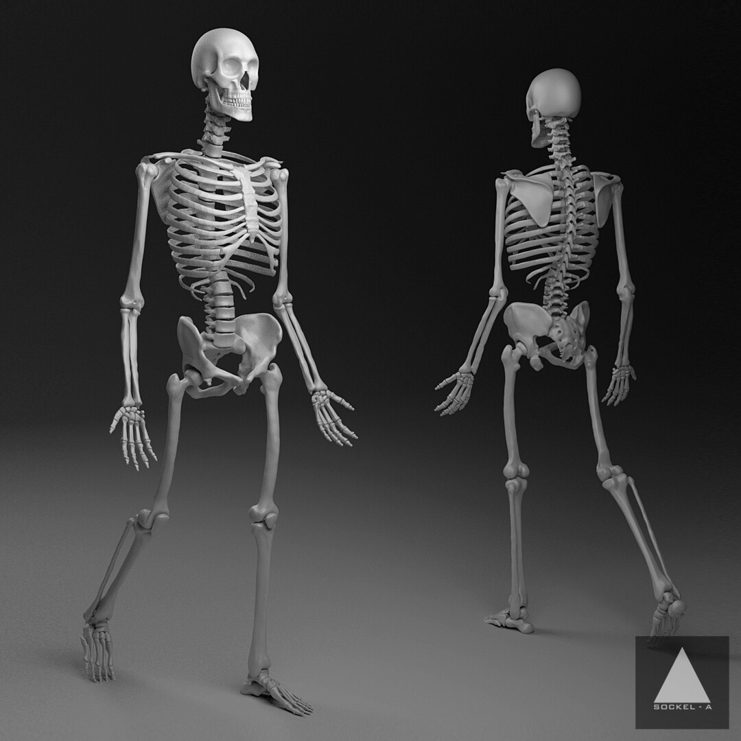 Sockel-A / Adrian Azadvaten - The Human Skeleton (Male) / Digital 3D ...