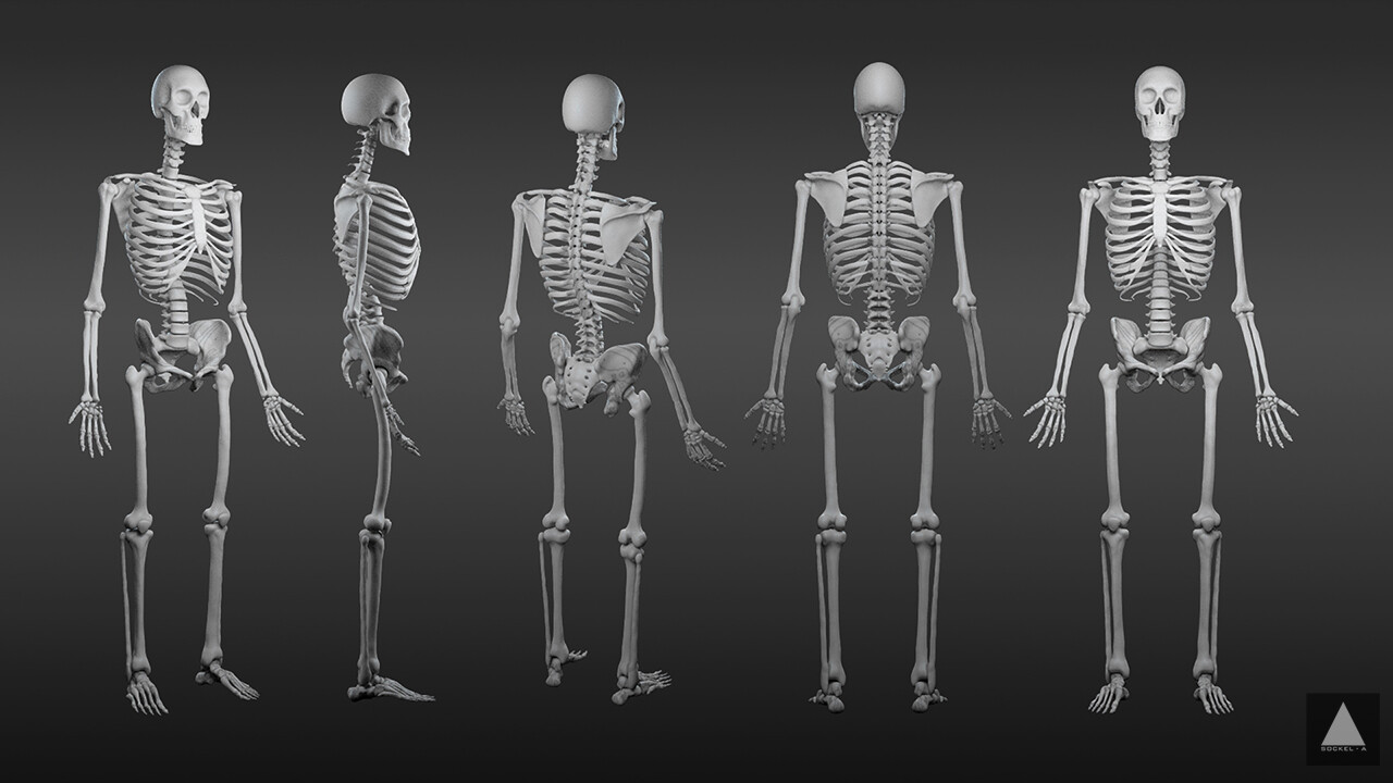 Sockel-A / Adrian Azadvaten - The Human Skeleton (Male) / Digital 3D ...