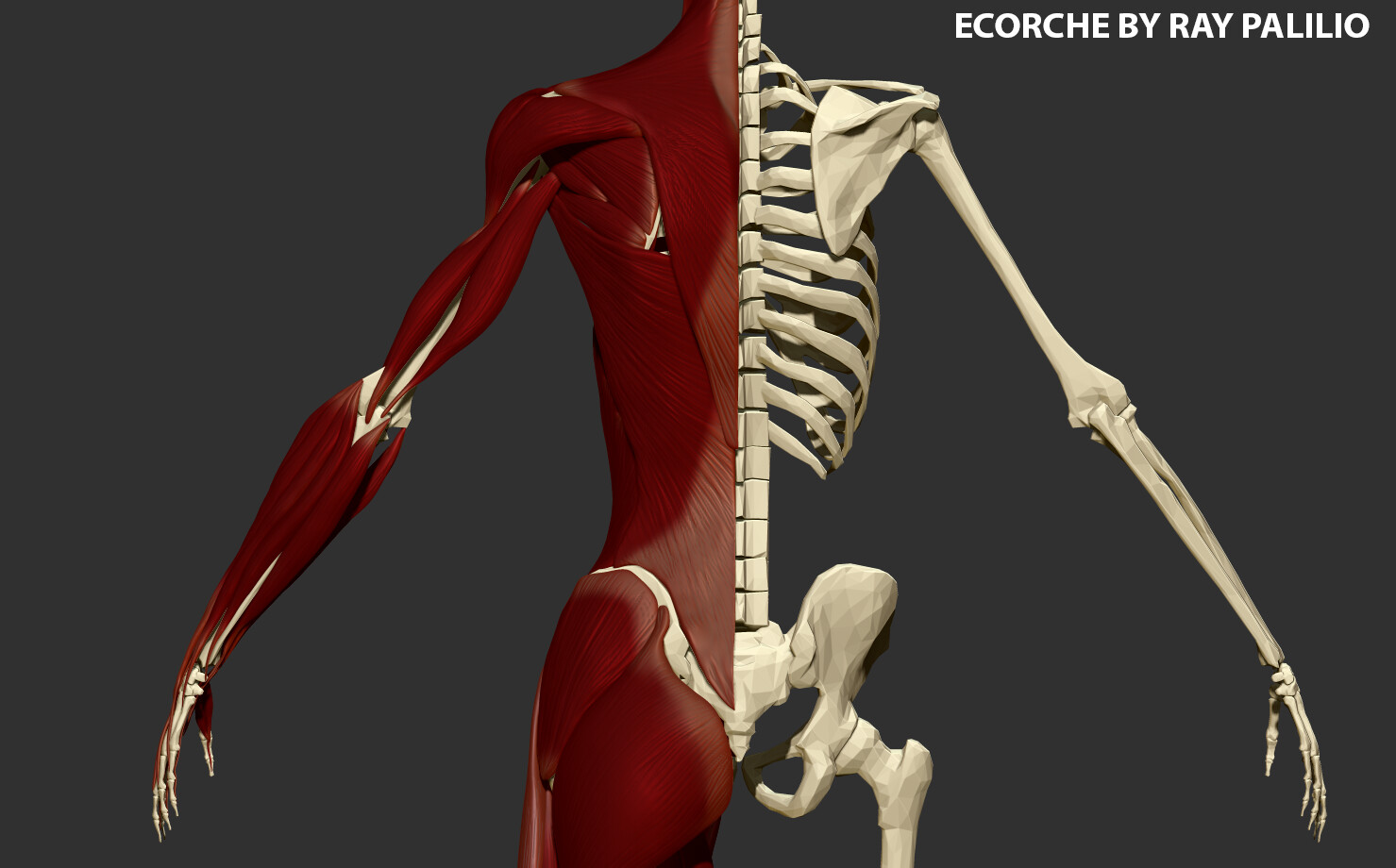 ArtStation - Female Anatomy Study