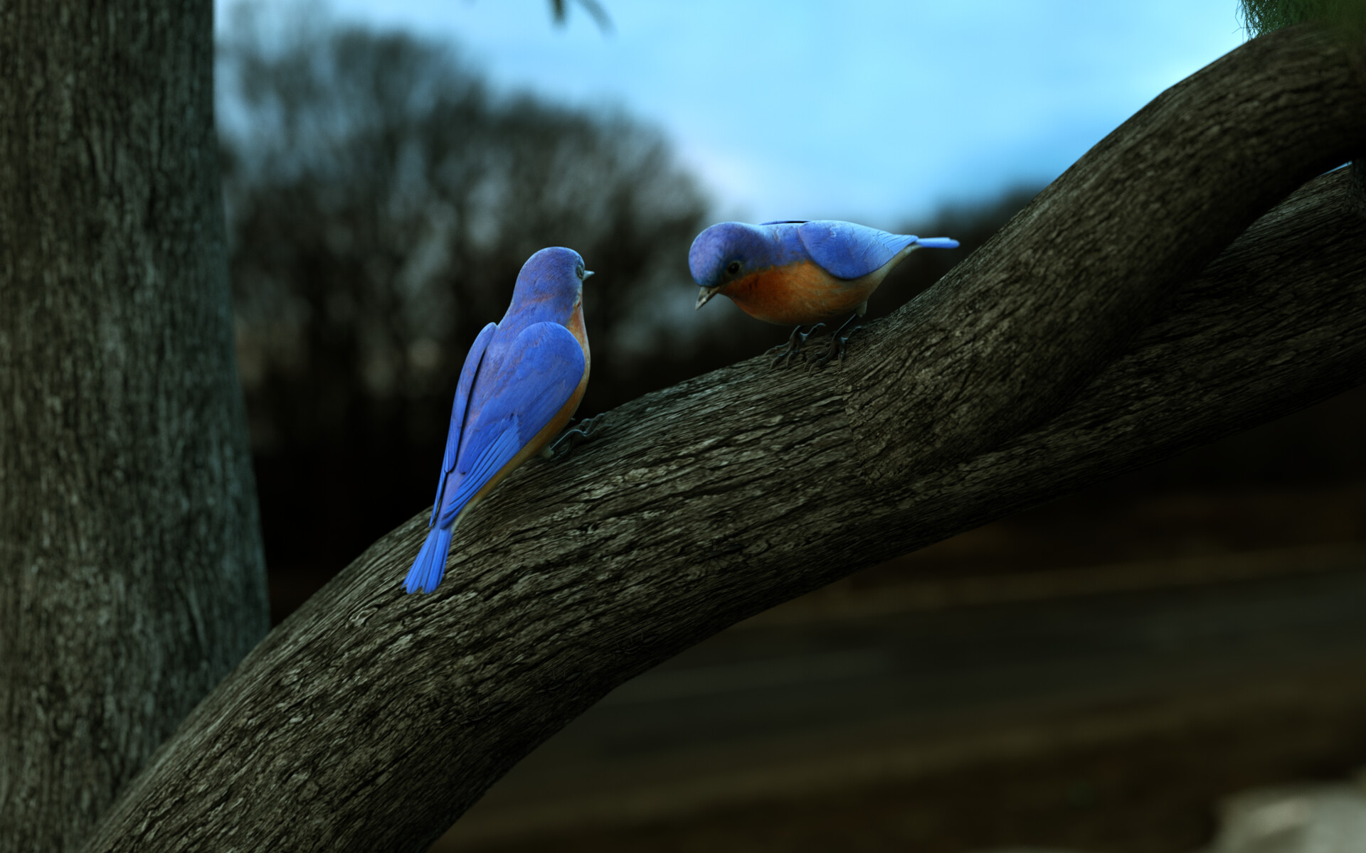 ArtStation - bird lovely