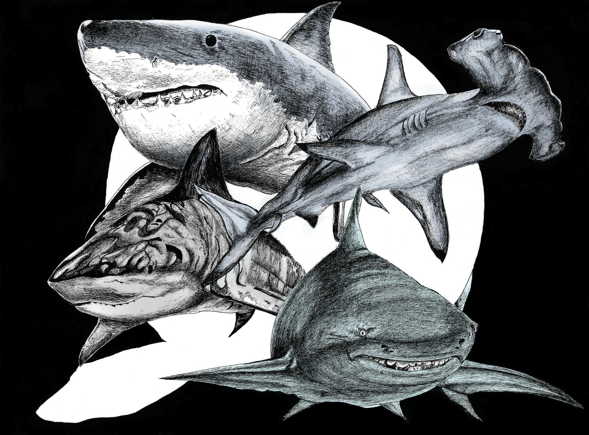 ArtStation - Sharky´s Gang