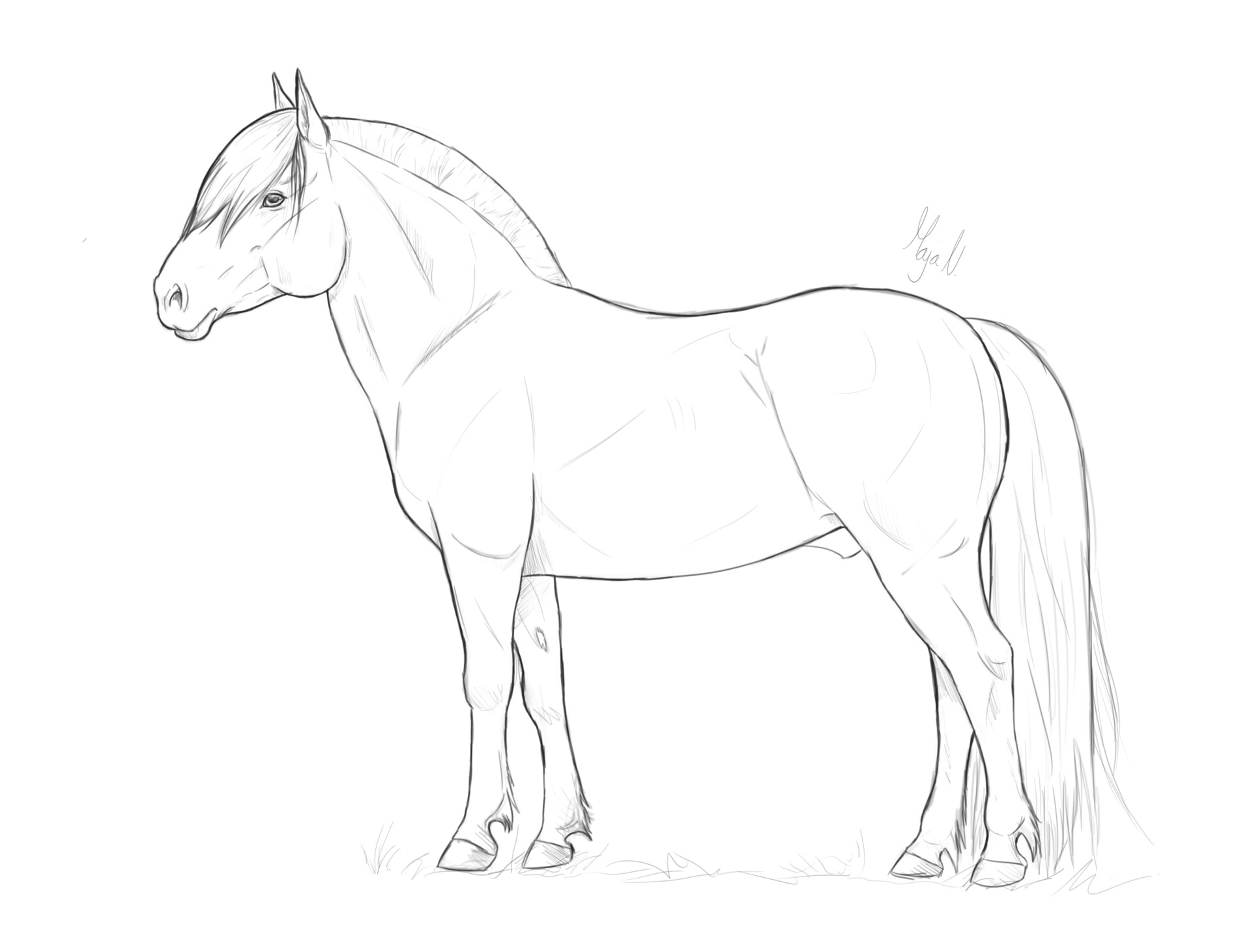 how to draw a norwegian fjord horse