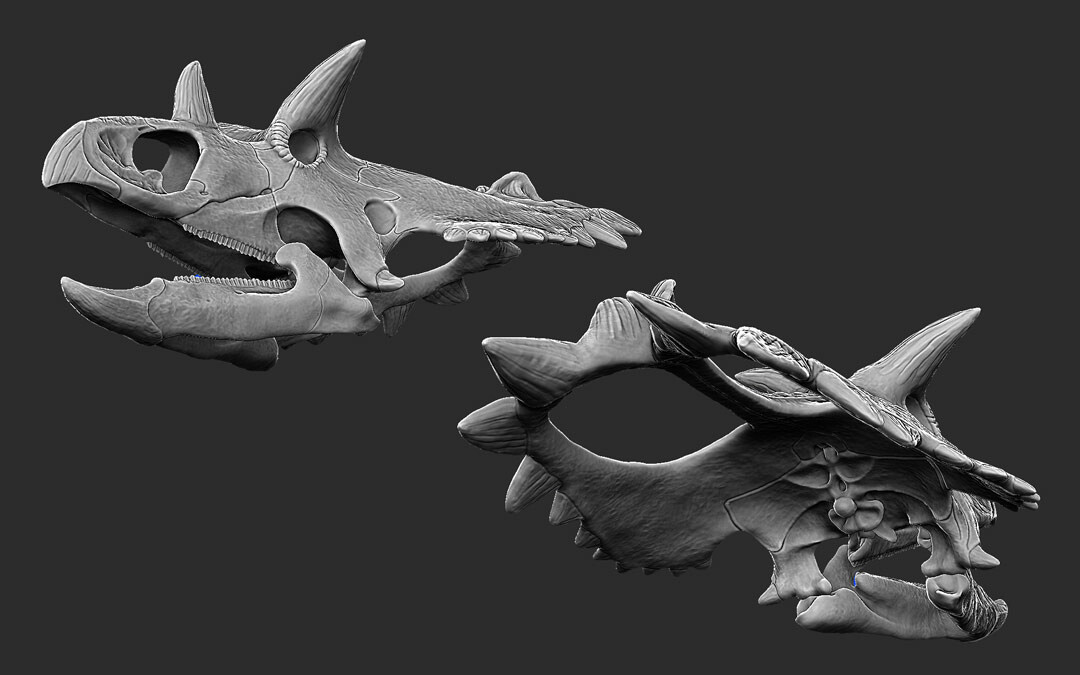 Utahceratops And Kosmoceratops