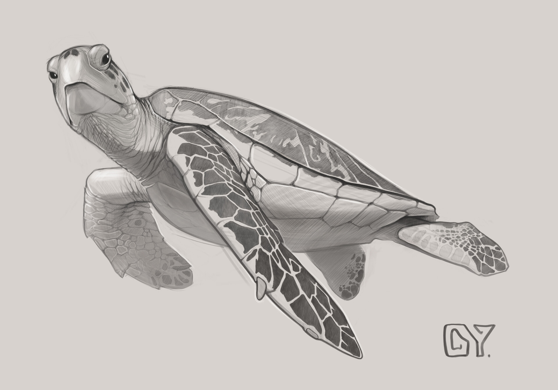 ArtStation - Turtle