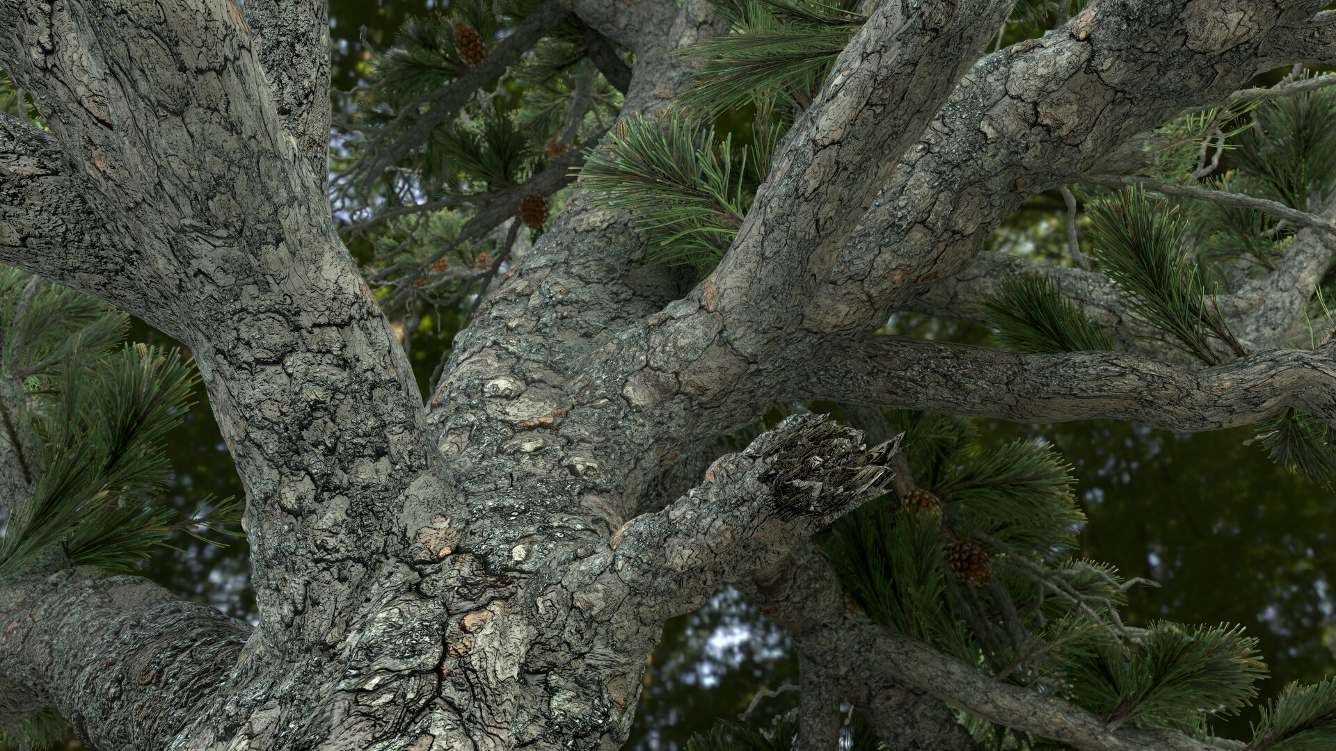 ArtStation - Pinus Contorta Bark