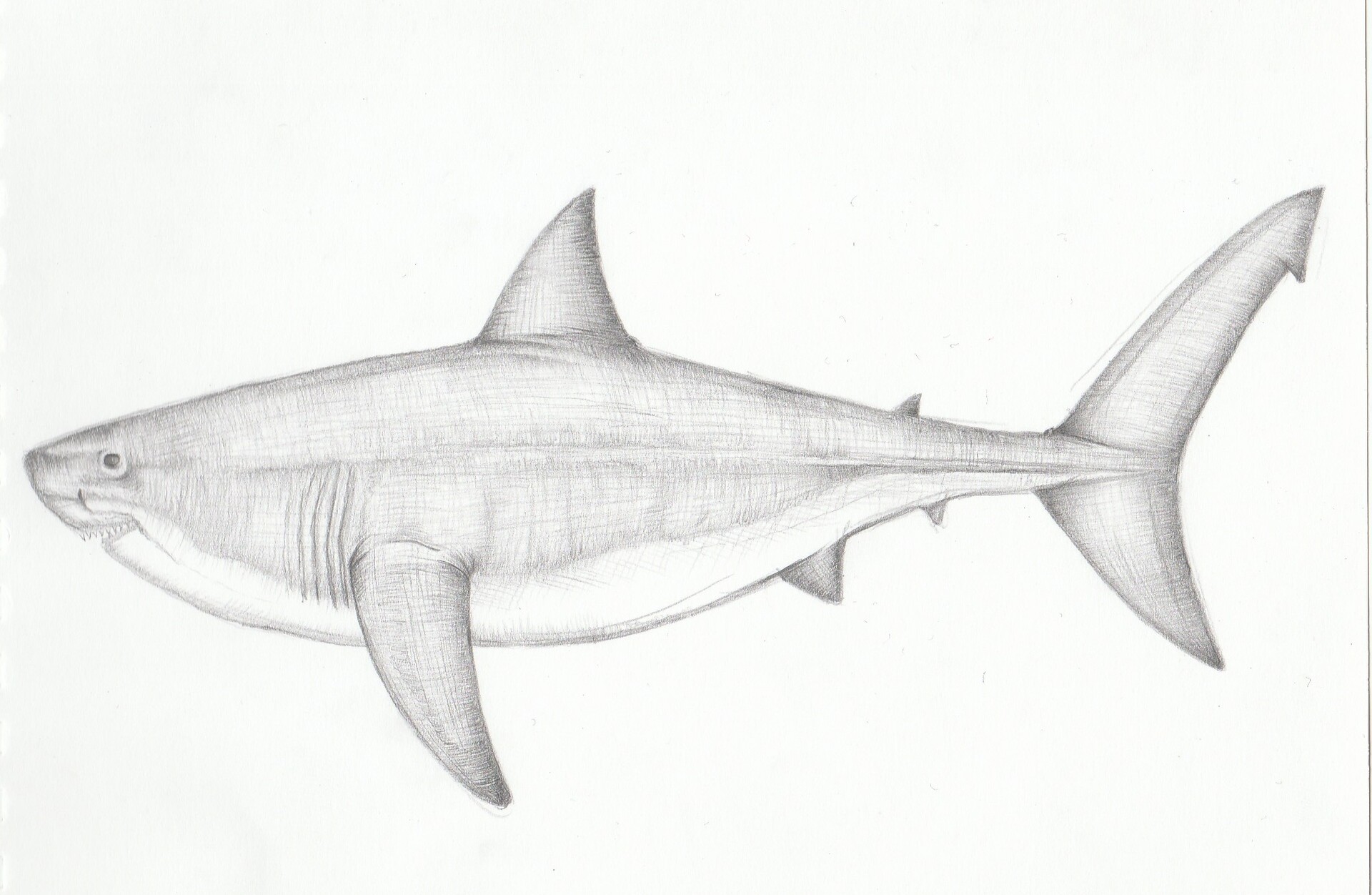 ArtStation - shark week