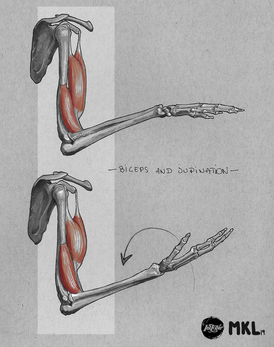 supination anatomy description