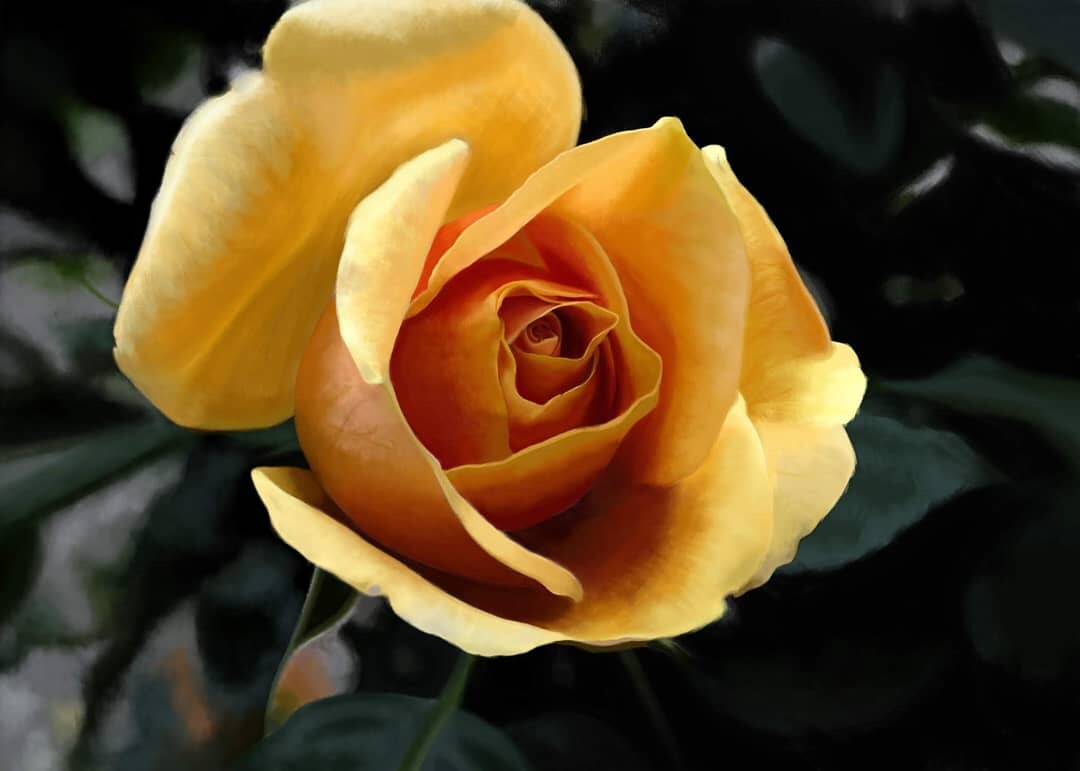 ArtStation - Yellow Rose Study