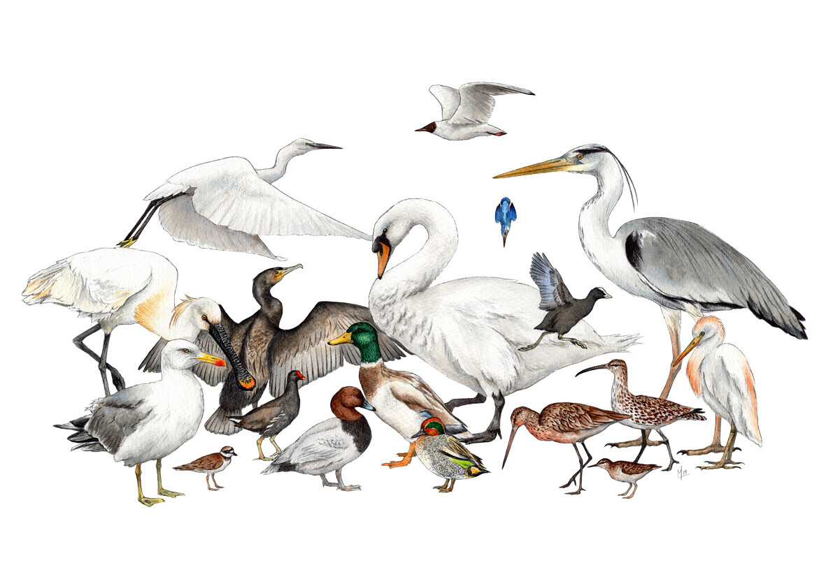 ArtStation - Birds from the coastal wetlands