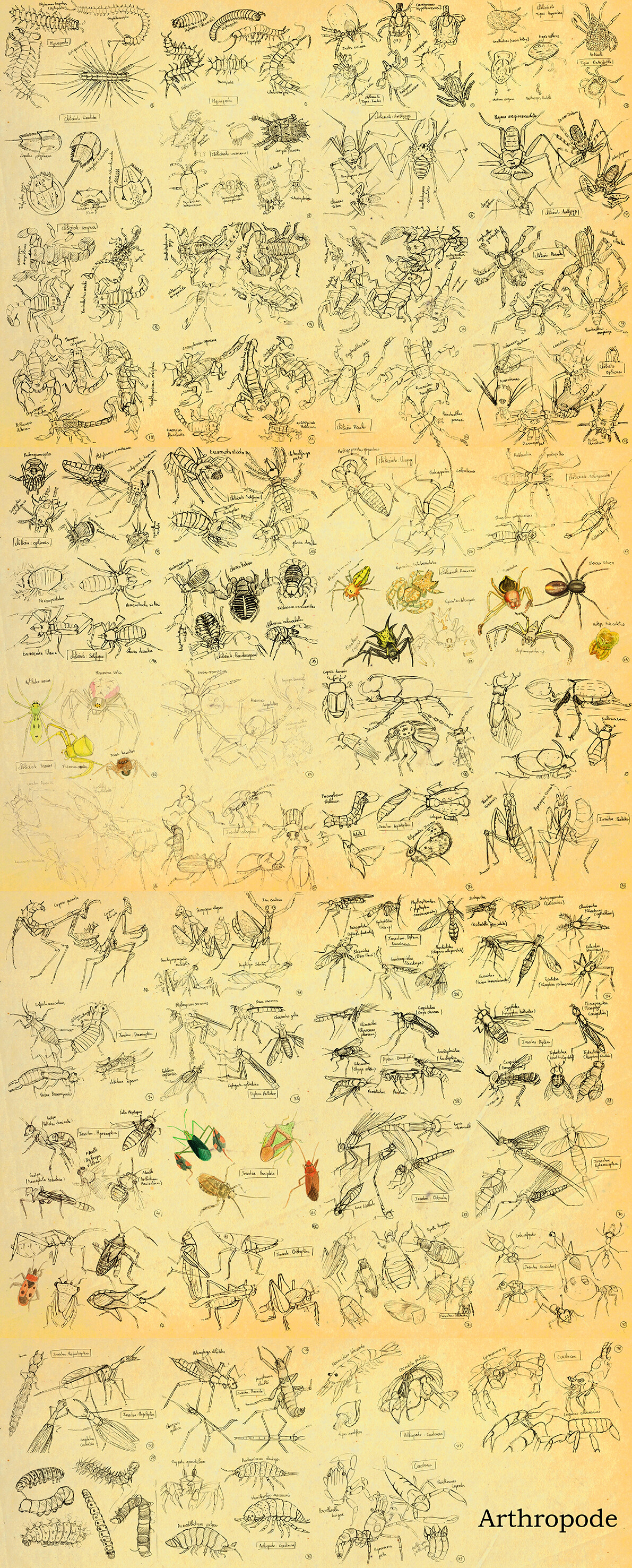 ArtStation - 250 studies of Arthropod