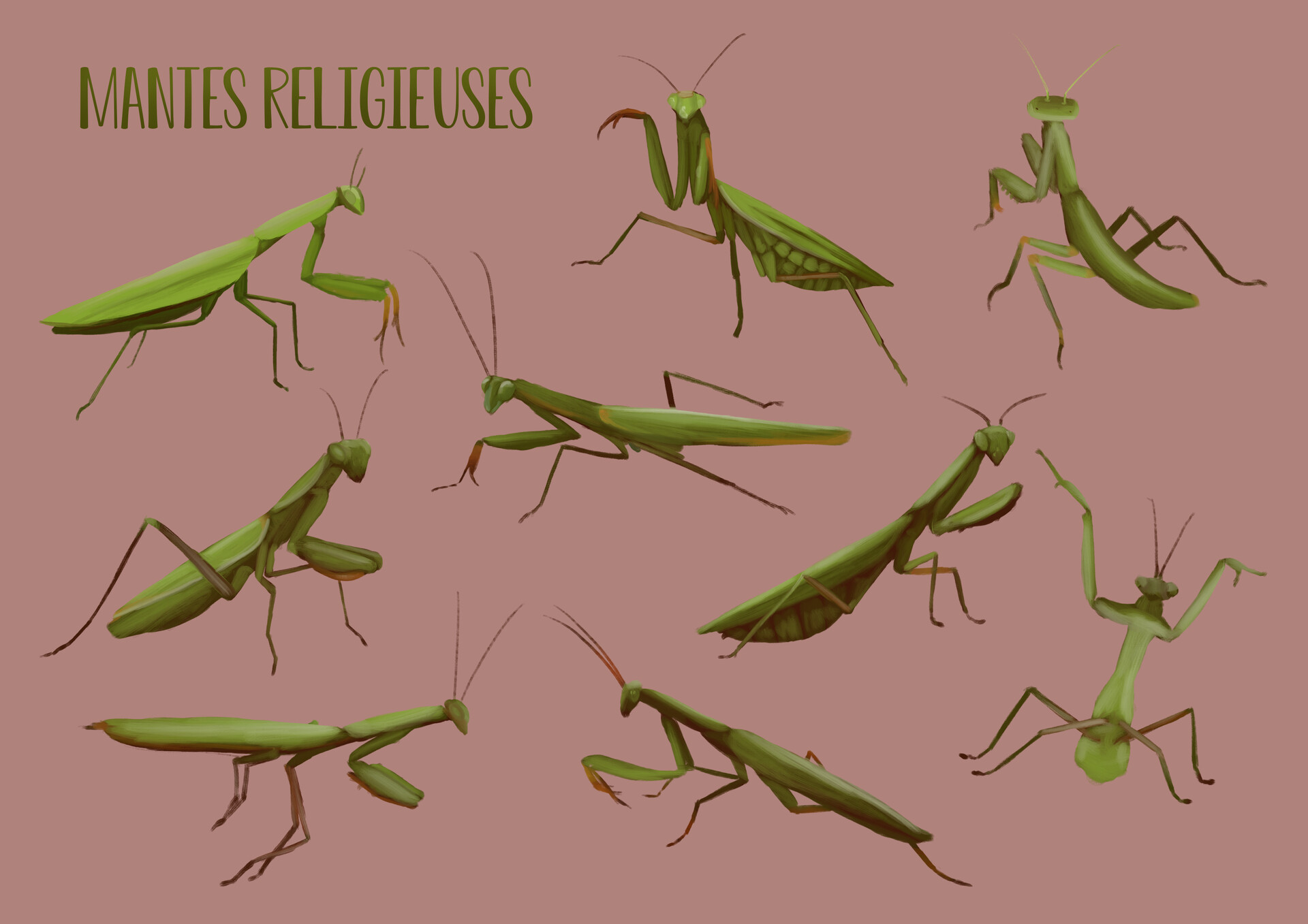 ArtStation - Studies - Praying Mantis