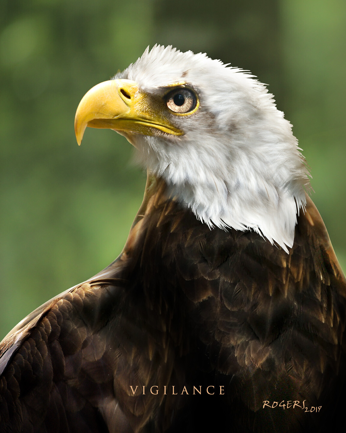 ArtStation - Bald Eagle