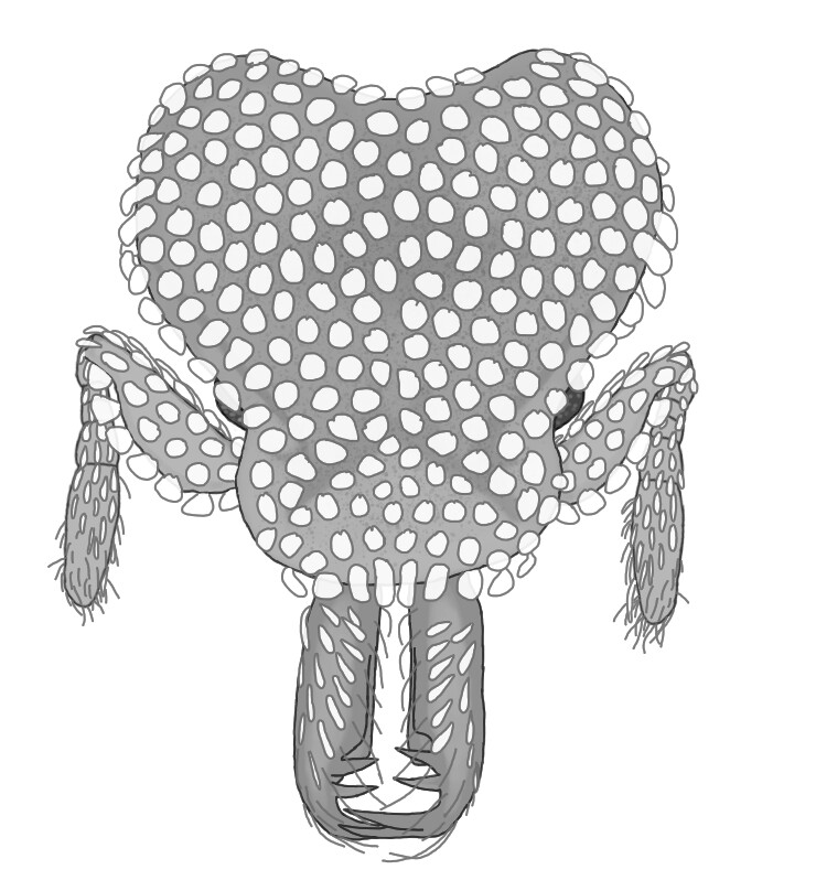 ArtStation - Strumigenys deltisquama