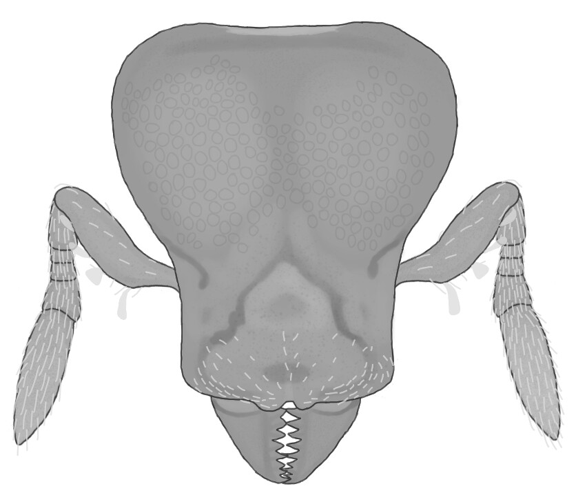 ArtStation - Strumigenys membranifera