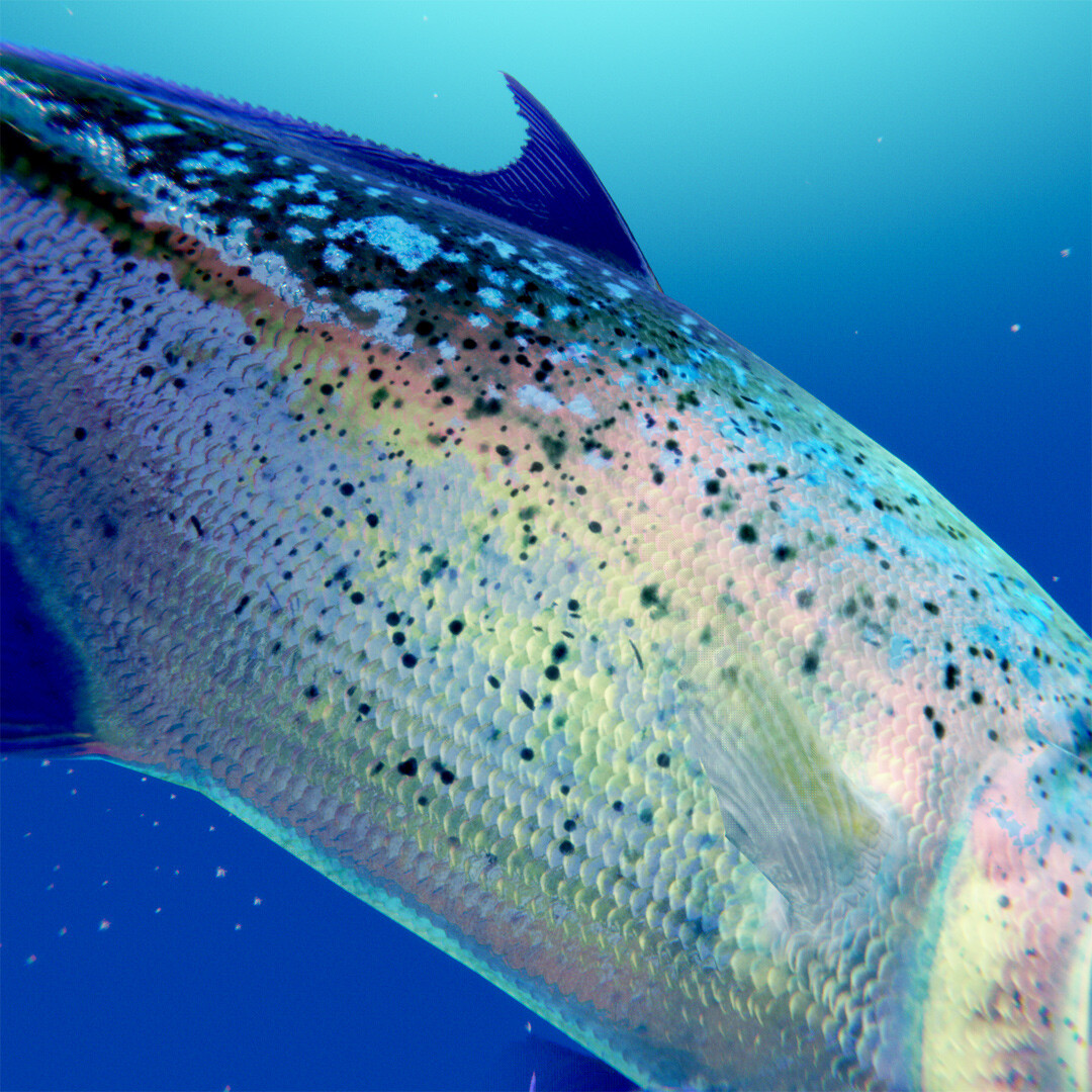 Bluefin Trevally Art